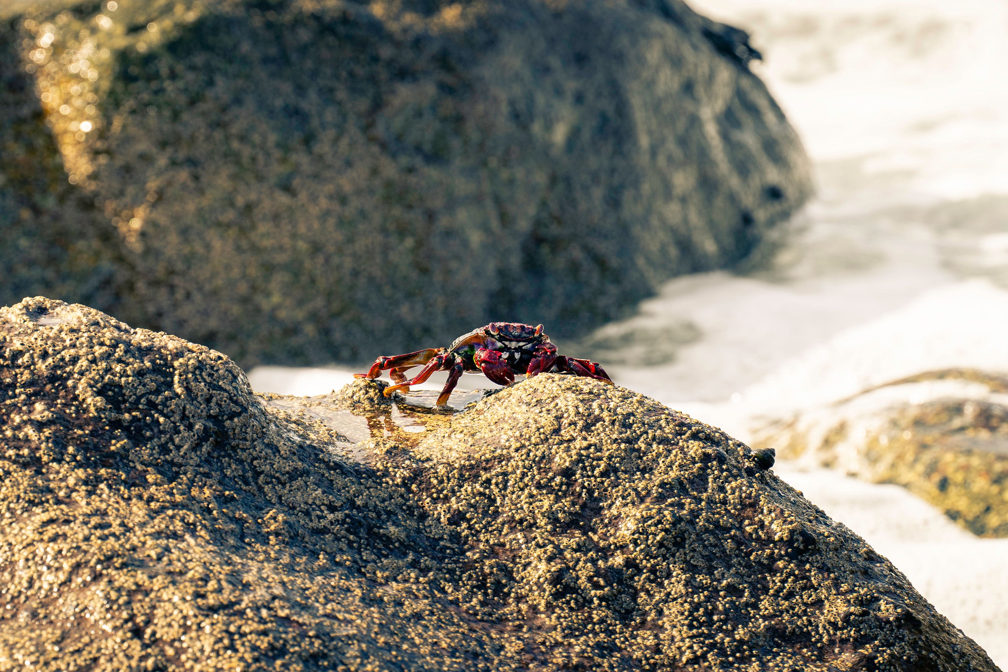 Crab on Rocky Shoreline with Sea Waves · Free Stock Photo