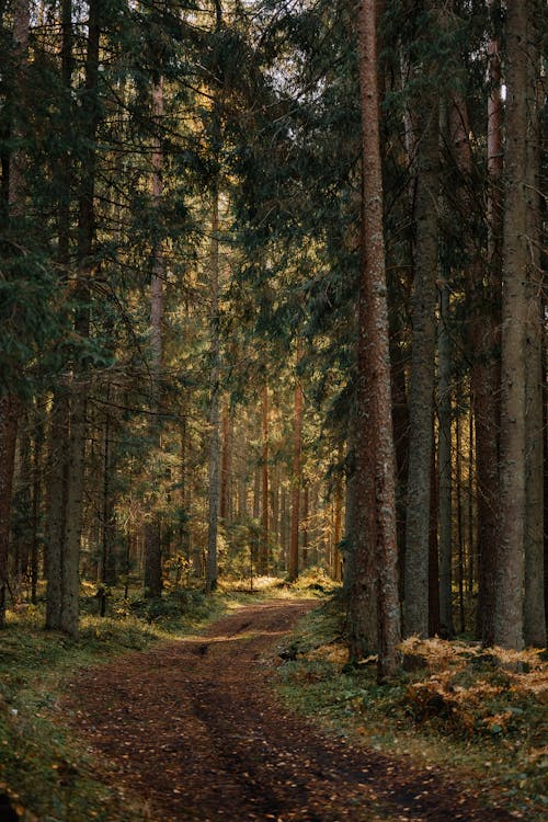 Ruhiger Waldweg Im Frühen Herbstlicht · Kostenloses Stock-Foto Ruhiger Waldweg Im Frühen Herbstlicht · Kostenloses Stock-Foto