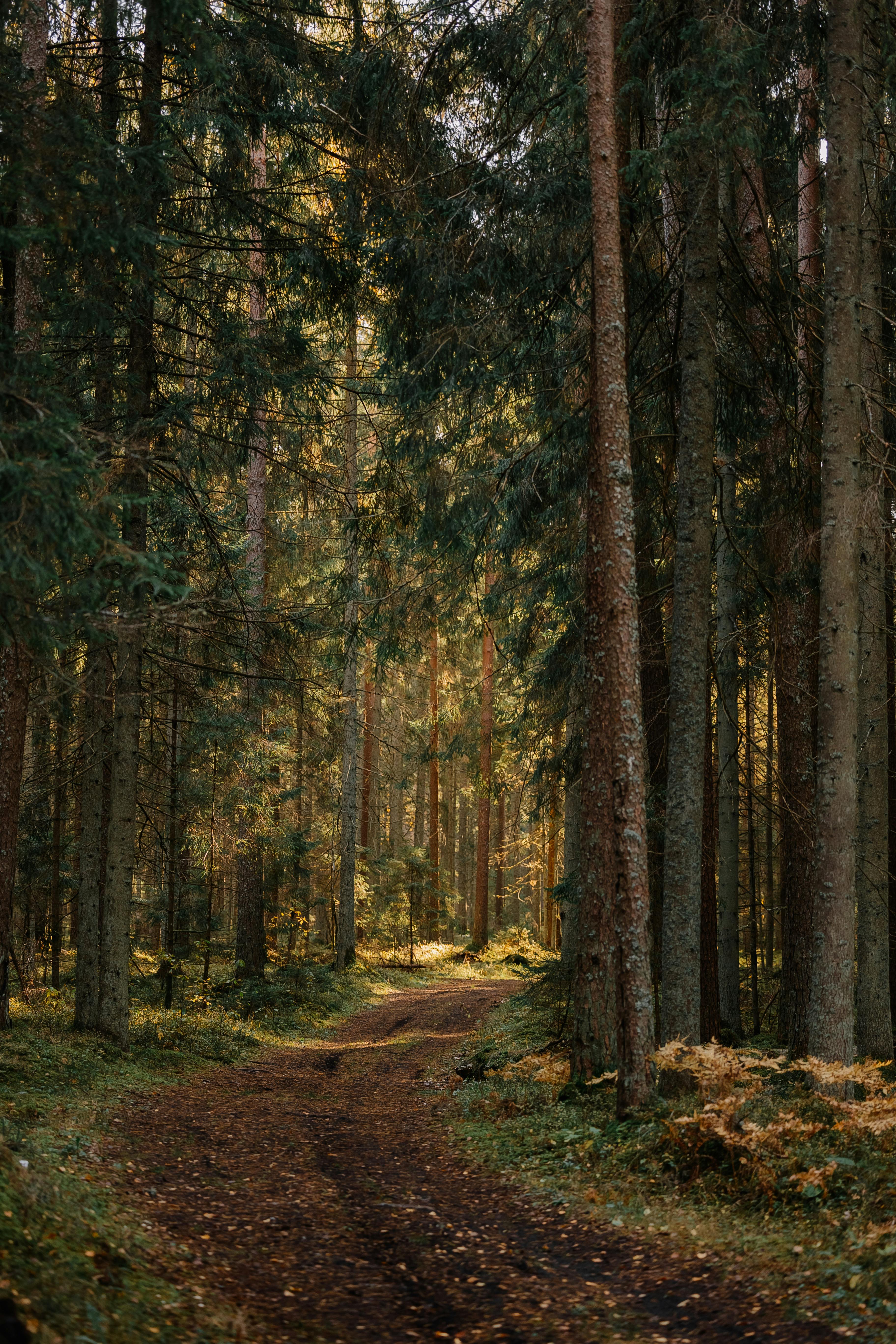 Sentier Forestier Serein Sous La Lumière Du Début De L'automne · Photo ...