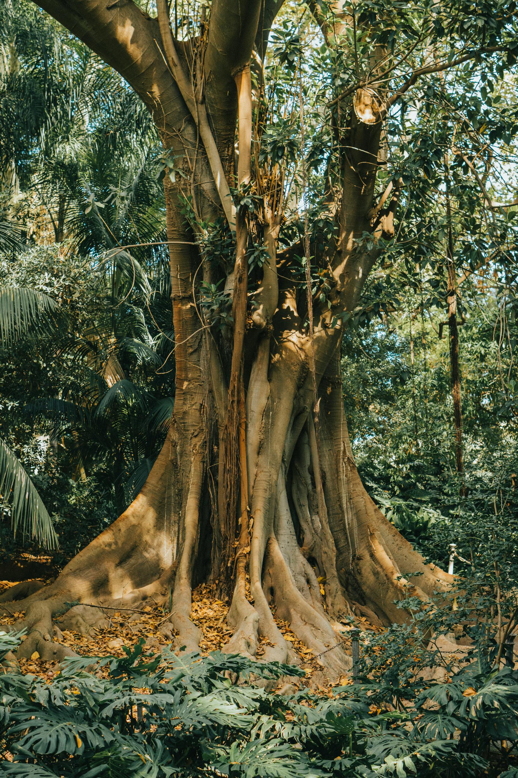 Pohon Beringin Yang Megah Di Hutan Rimbun Málaga · Foto Stok Gratis