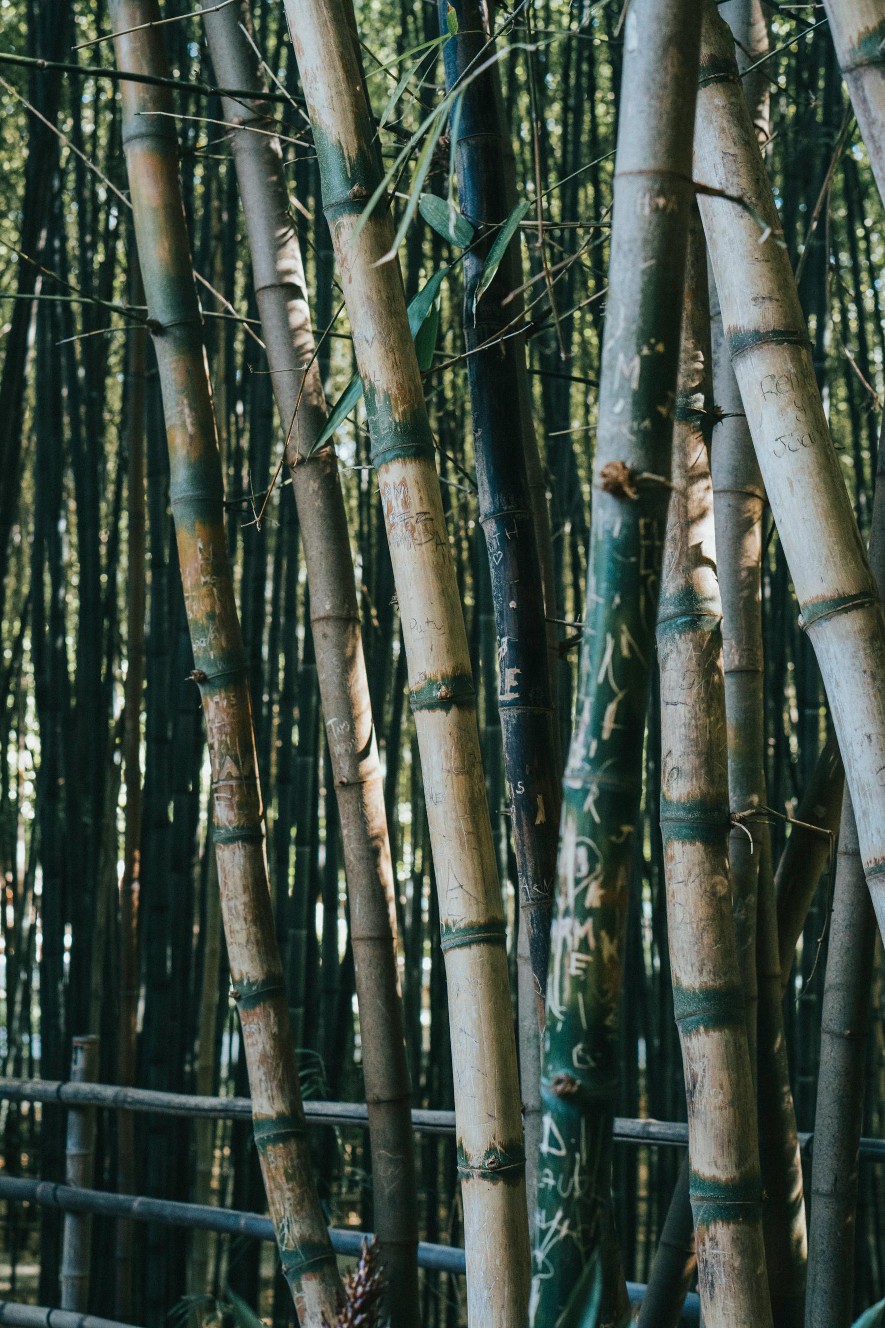 Tranquil Bamboo Forest in Málaga, Spain · Free Stock Photo