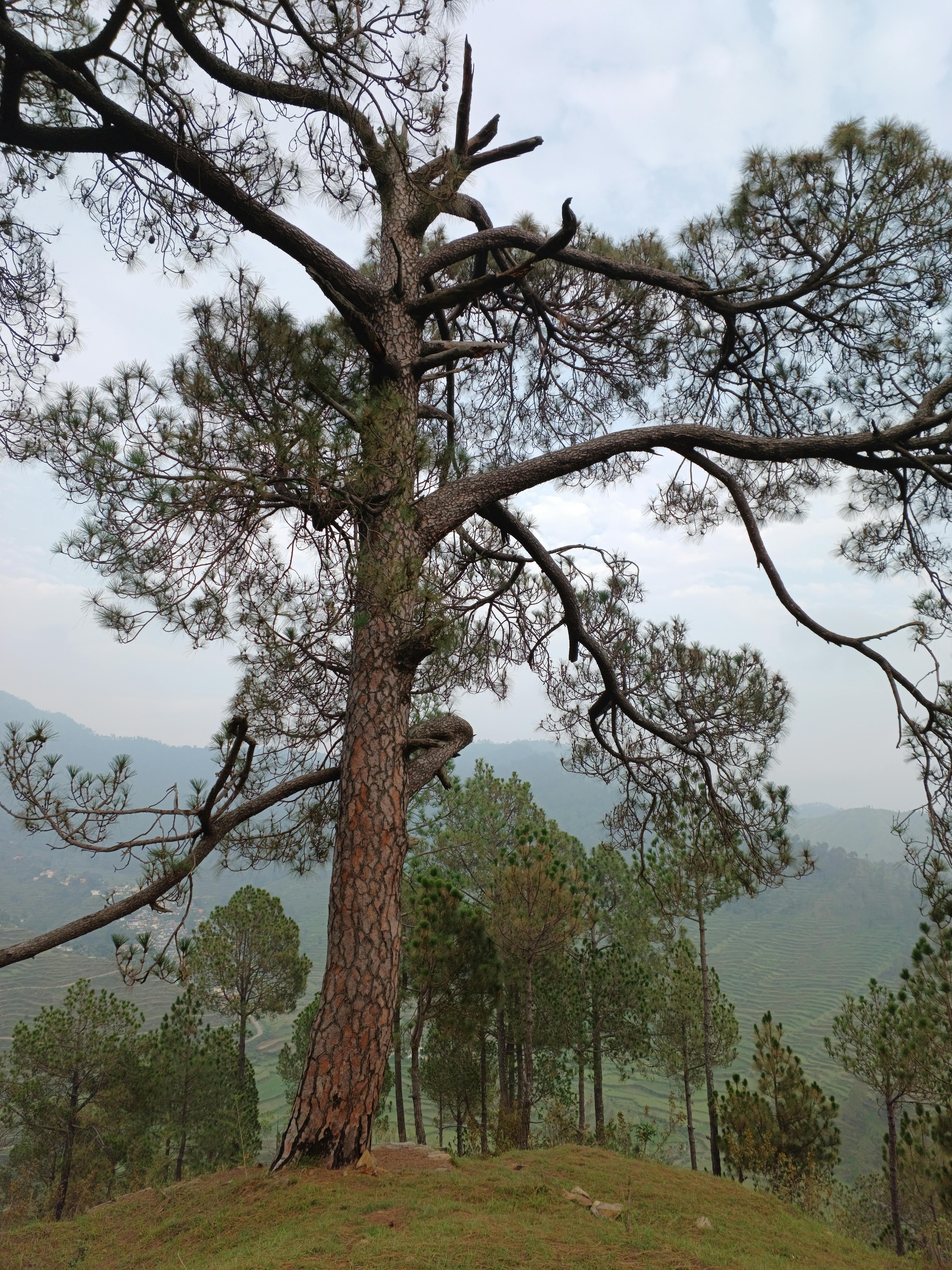 Majestic Pine Tree in Pauri, Uttarakhand · Free Stock Photo