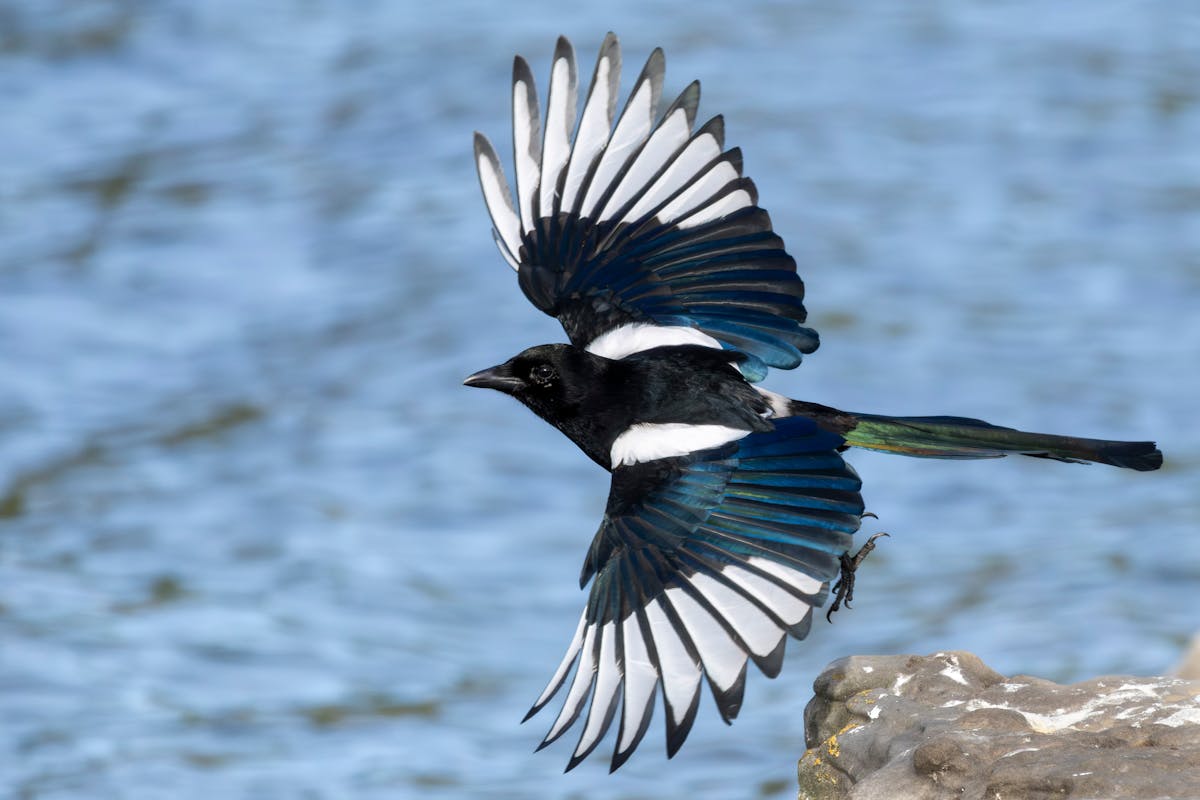 Black Billed Magpie: Biology and Behavior Insights