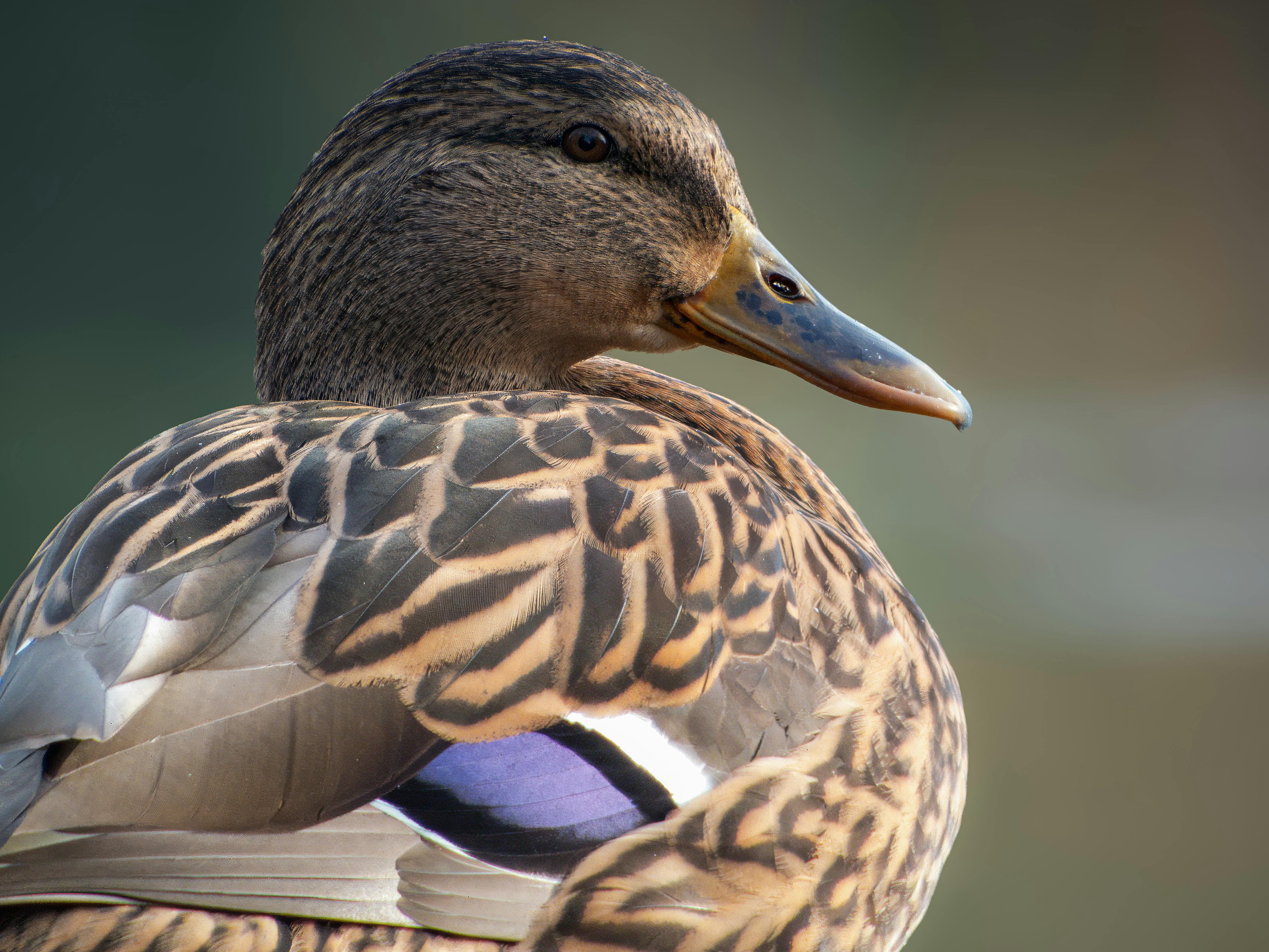 Names Bill Photos, Download The BEST Free Names Bill Stock Photos & HD ...