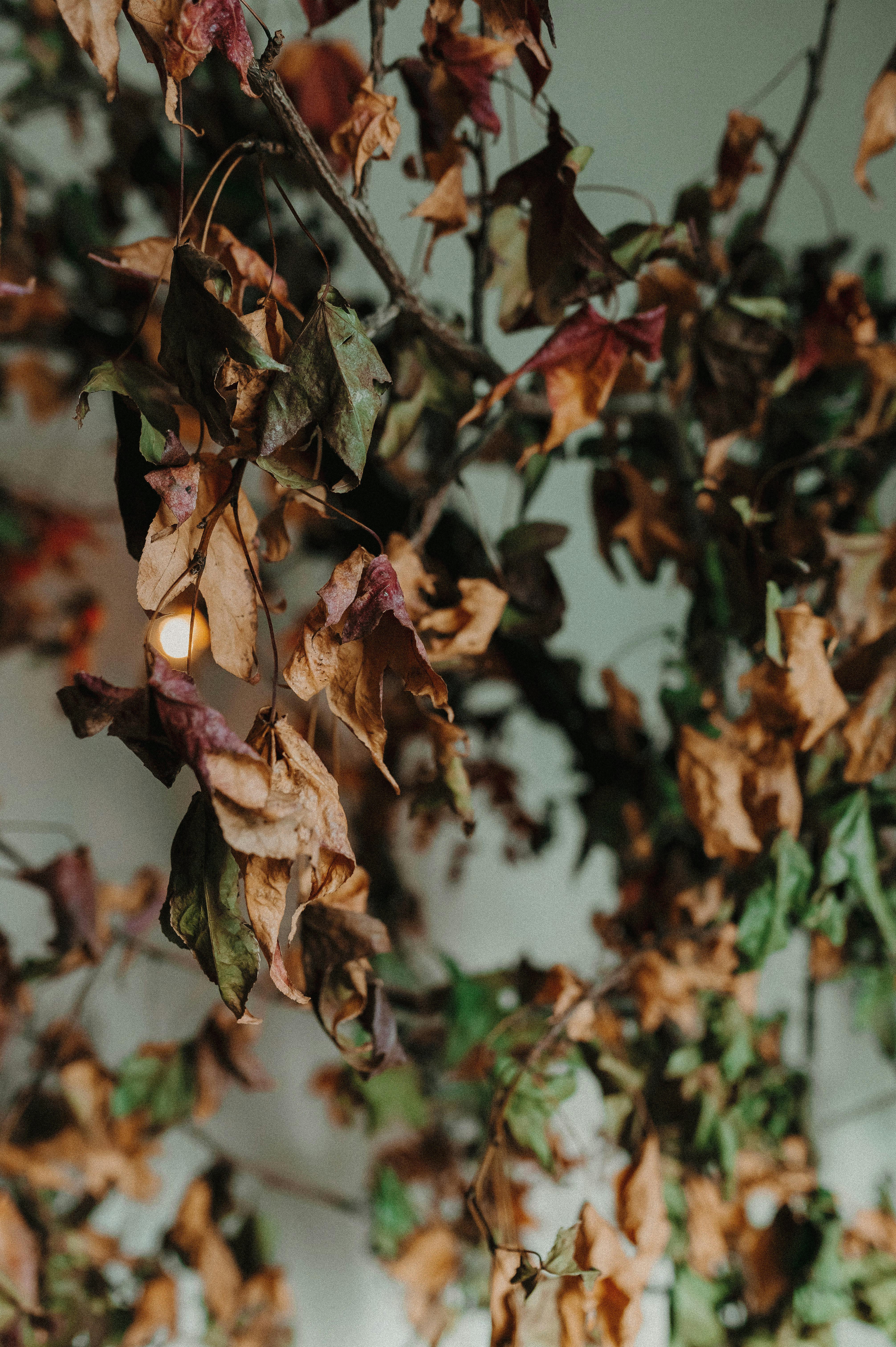 Autumn Leaves with Soft Light and Shadows · Free Stock Photo