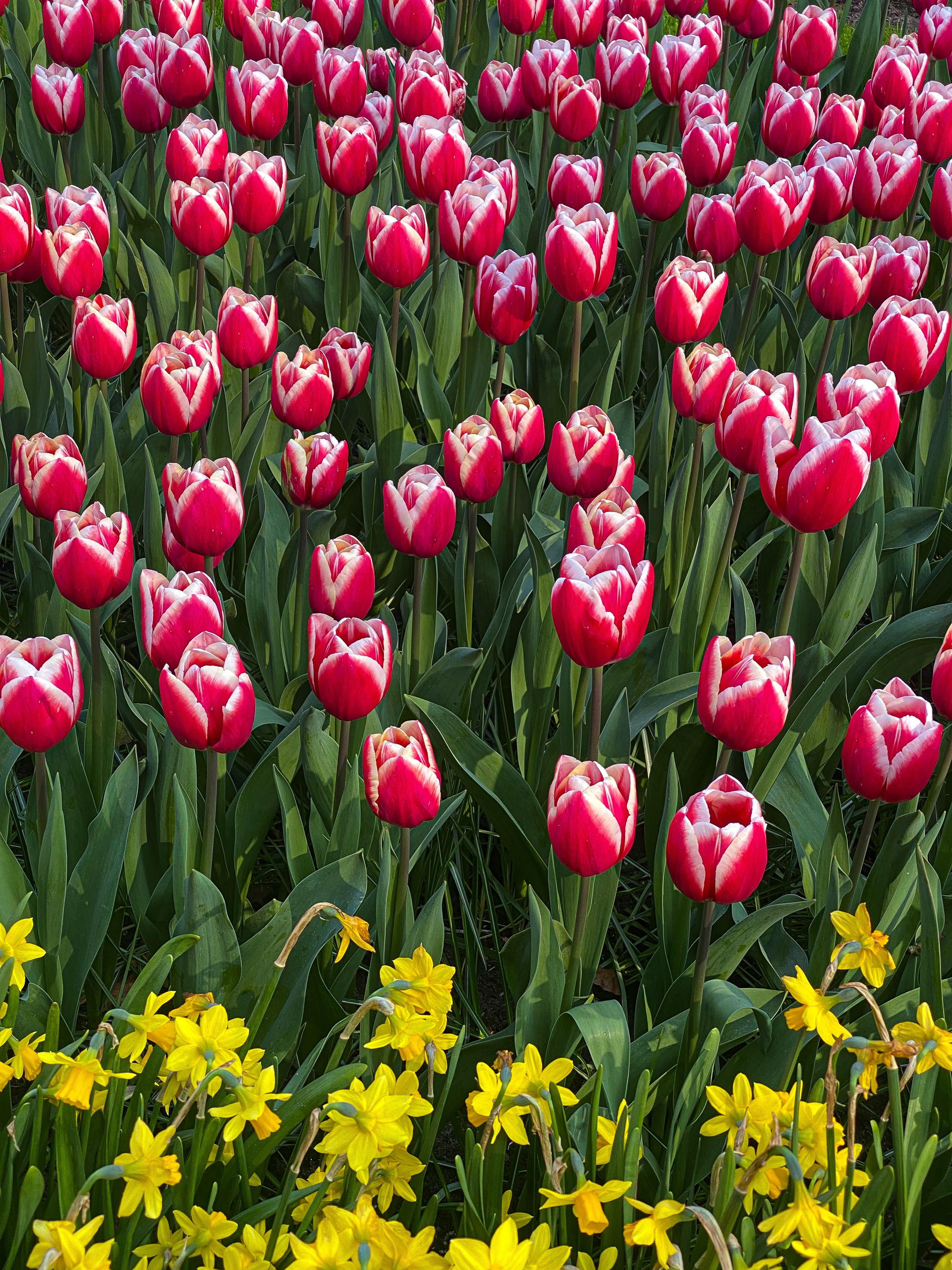 Red Petaled Flower · Free Stock Photo