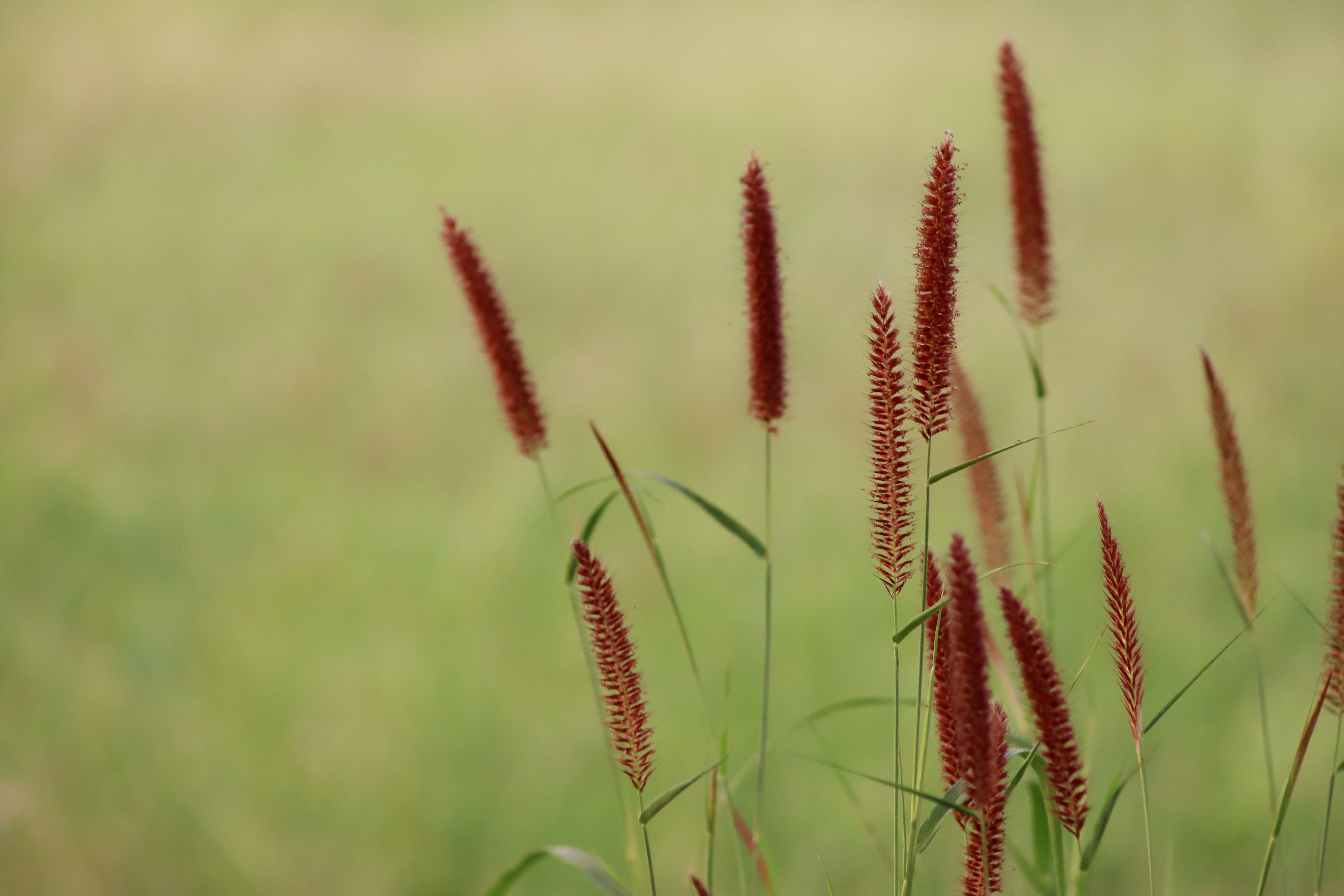 Close-up of Red Foxtail Grass in Wild Field · Free Stock Photo