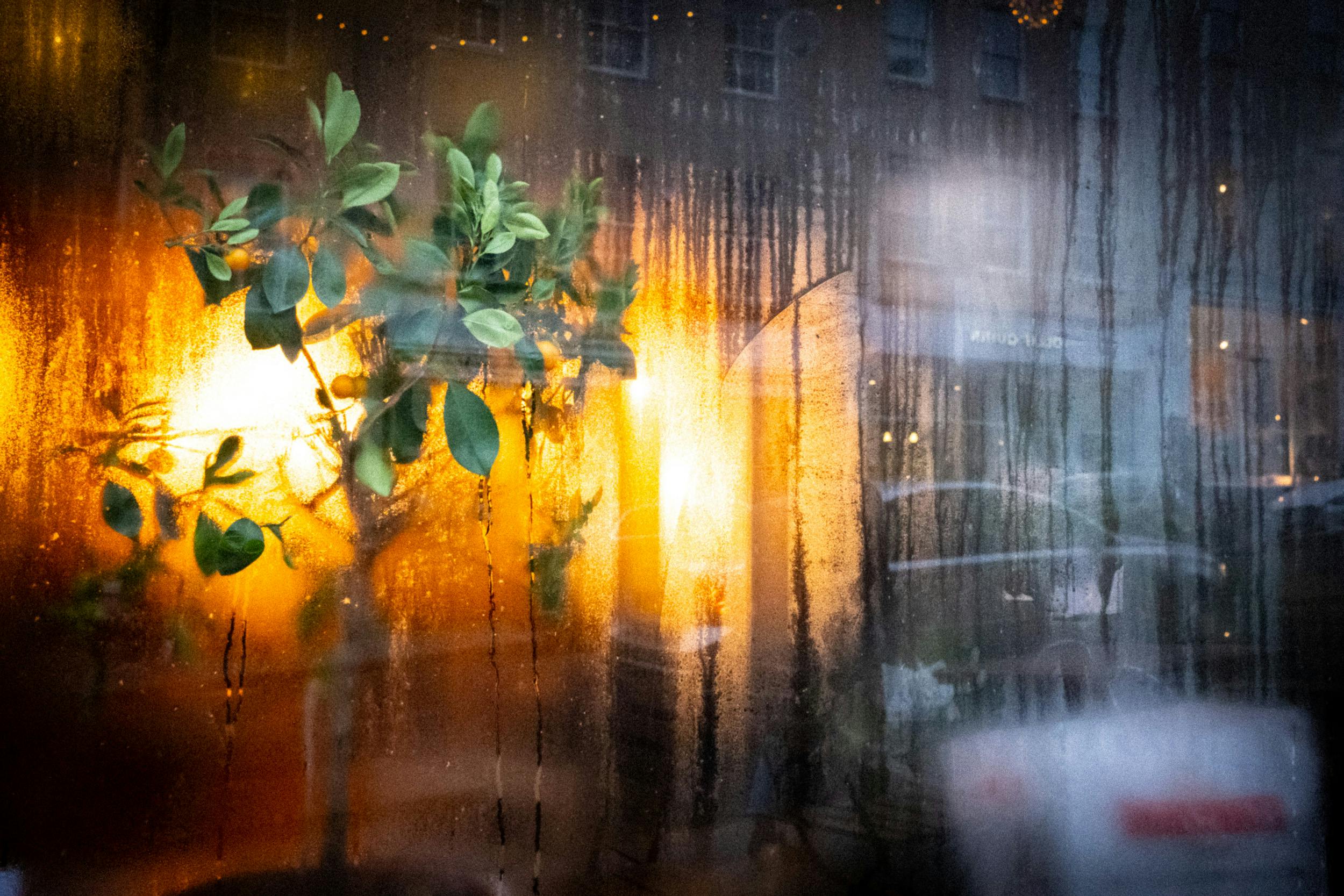 Misty Windows with Plant in Bristol Bistro · Free Stock Photo