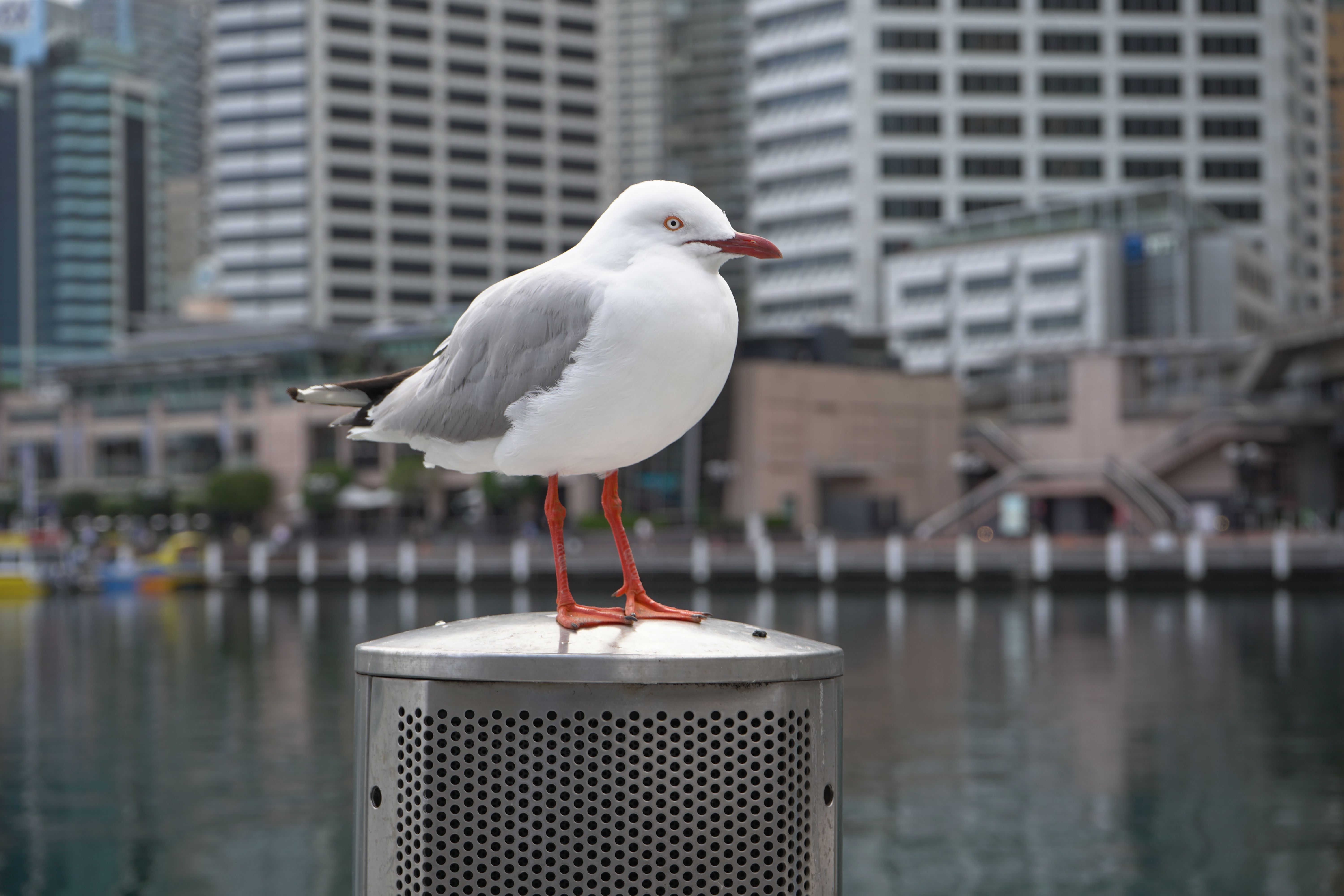 Seagull on Sydney Waterfront with Urban Backdrop · Free Stock Photo