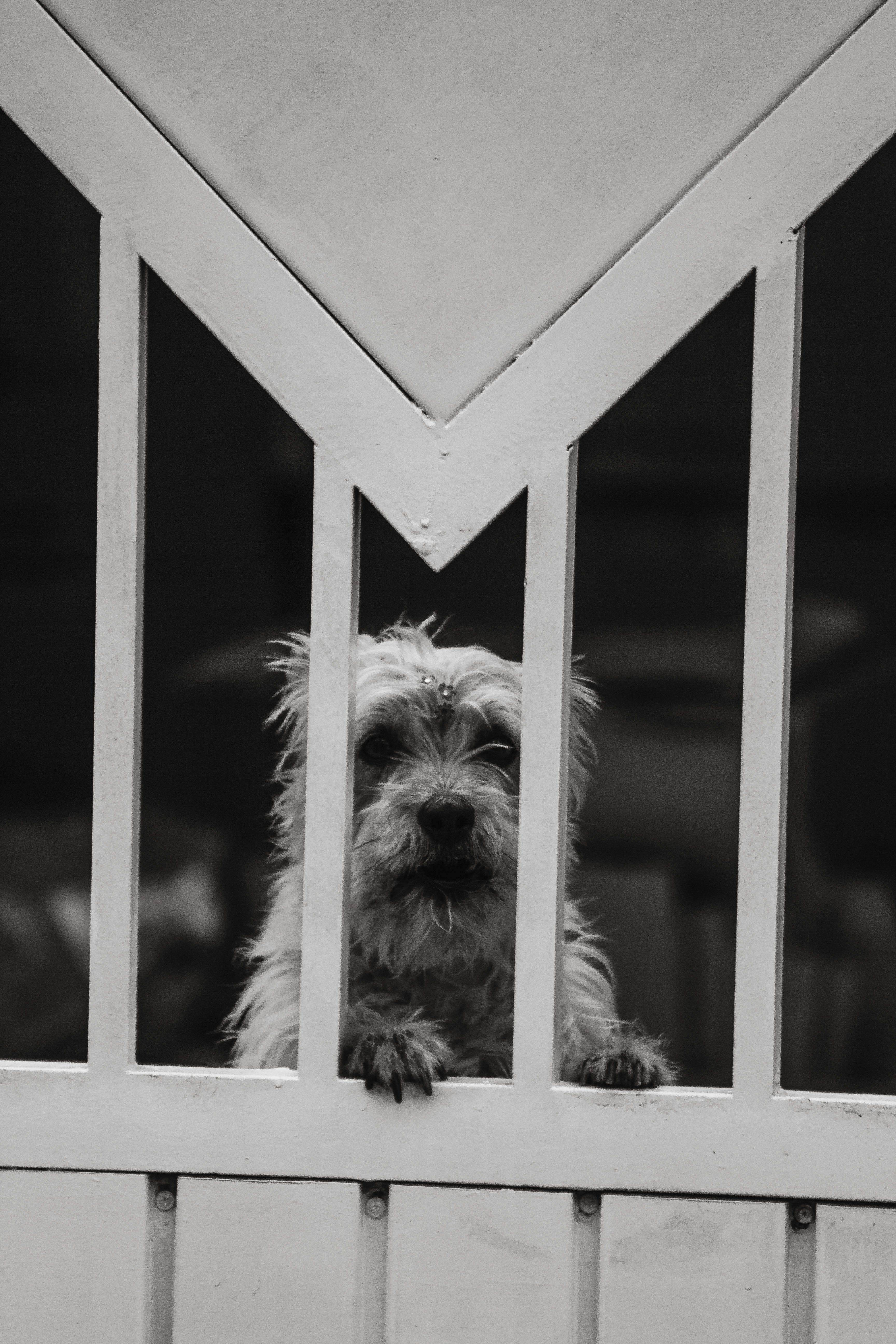 Adorable Dog Peering Through a Fence in São Paulo · Free Stock Photo