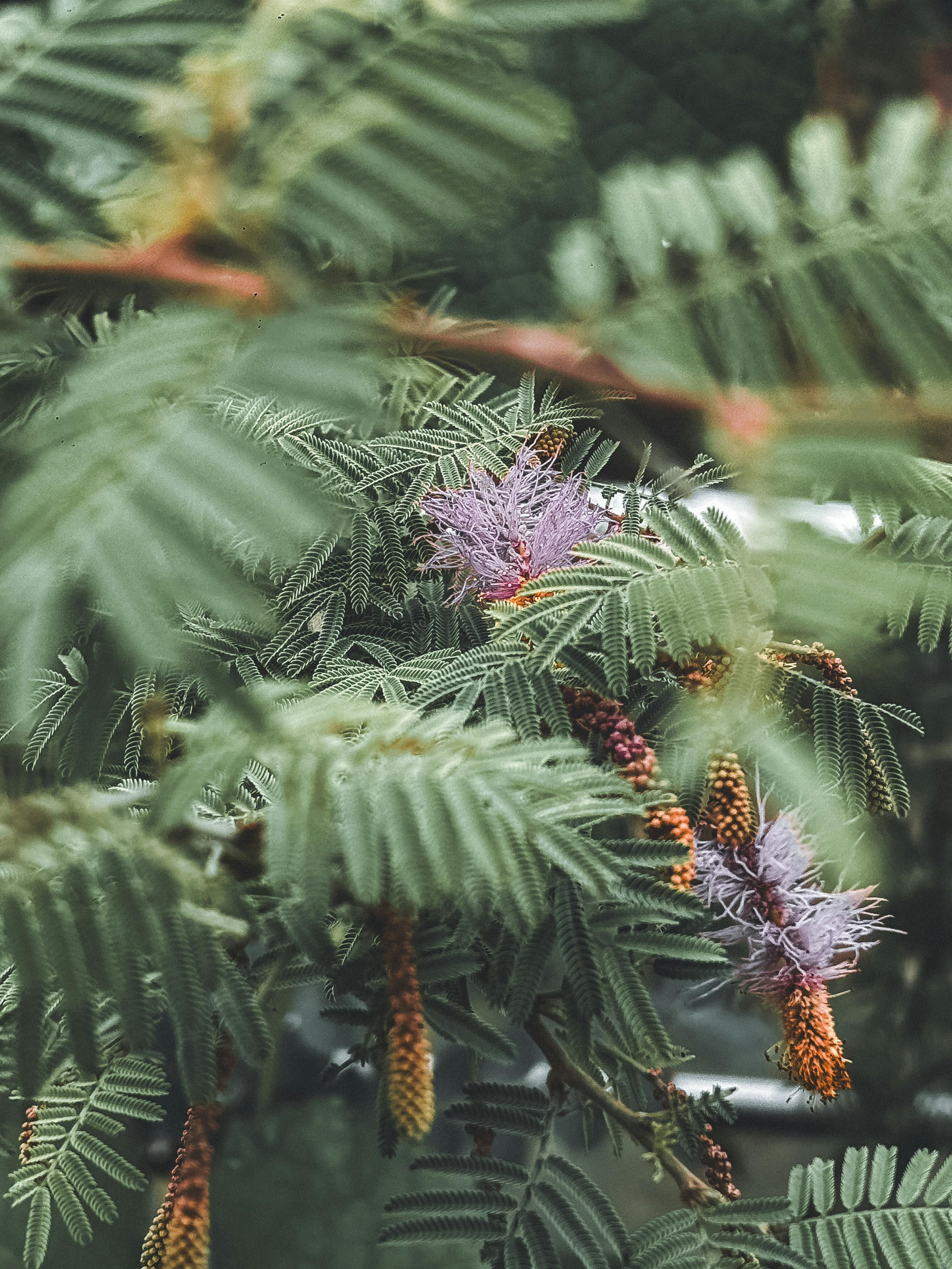 Tree Without Background Photos, Download The BEST Free Tree Without ...