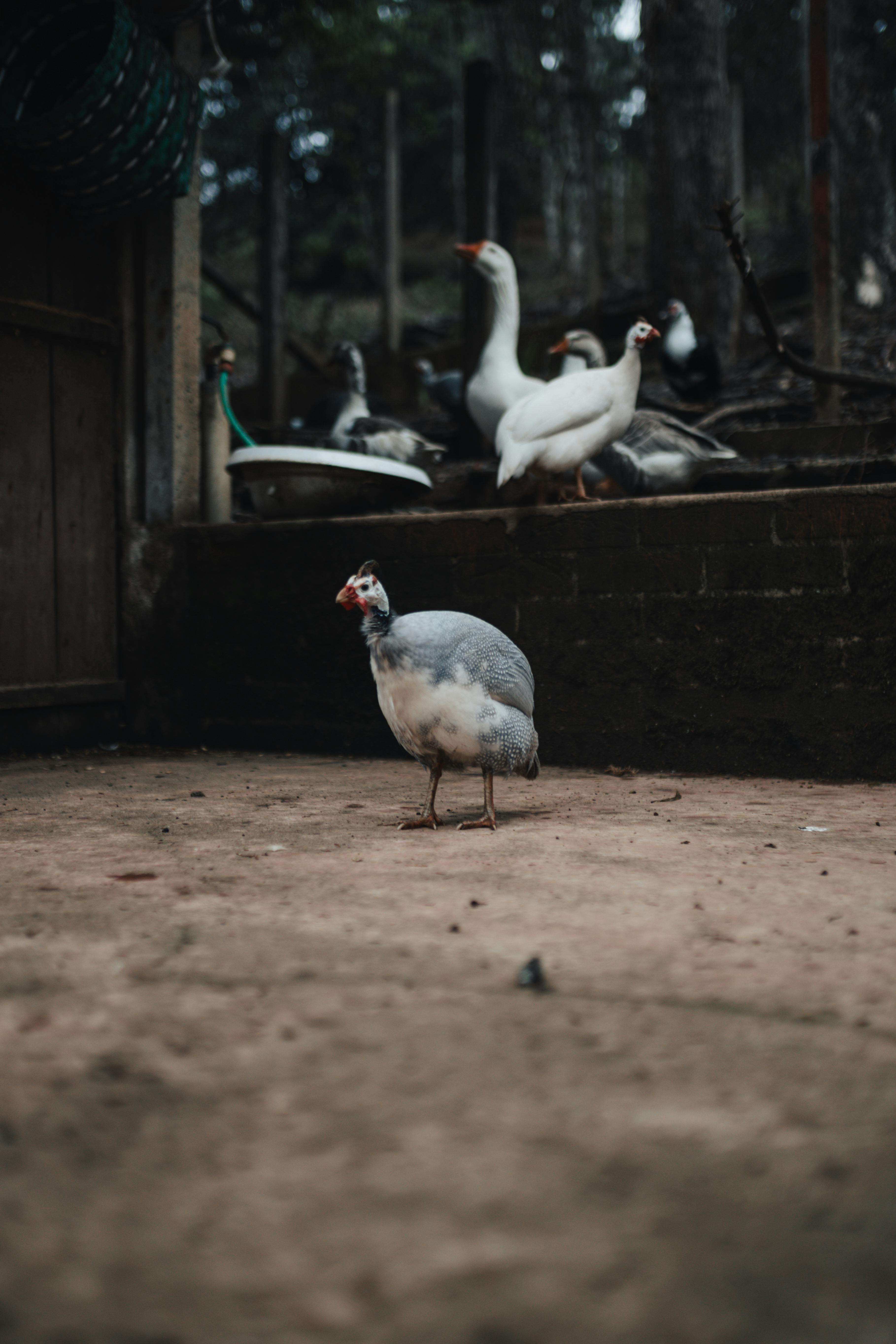 Rustic Farmyard with Guinea Fowl and Ducks · Free Stock Photo
