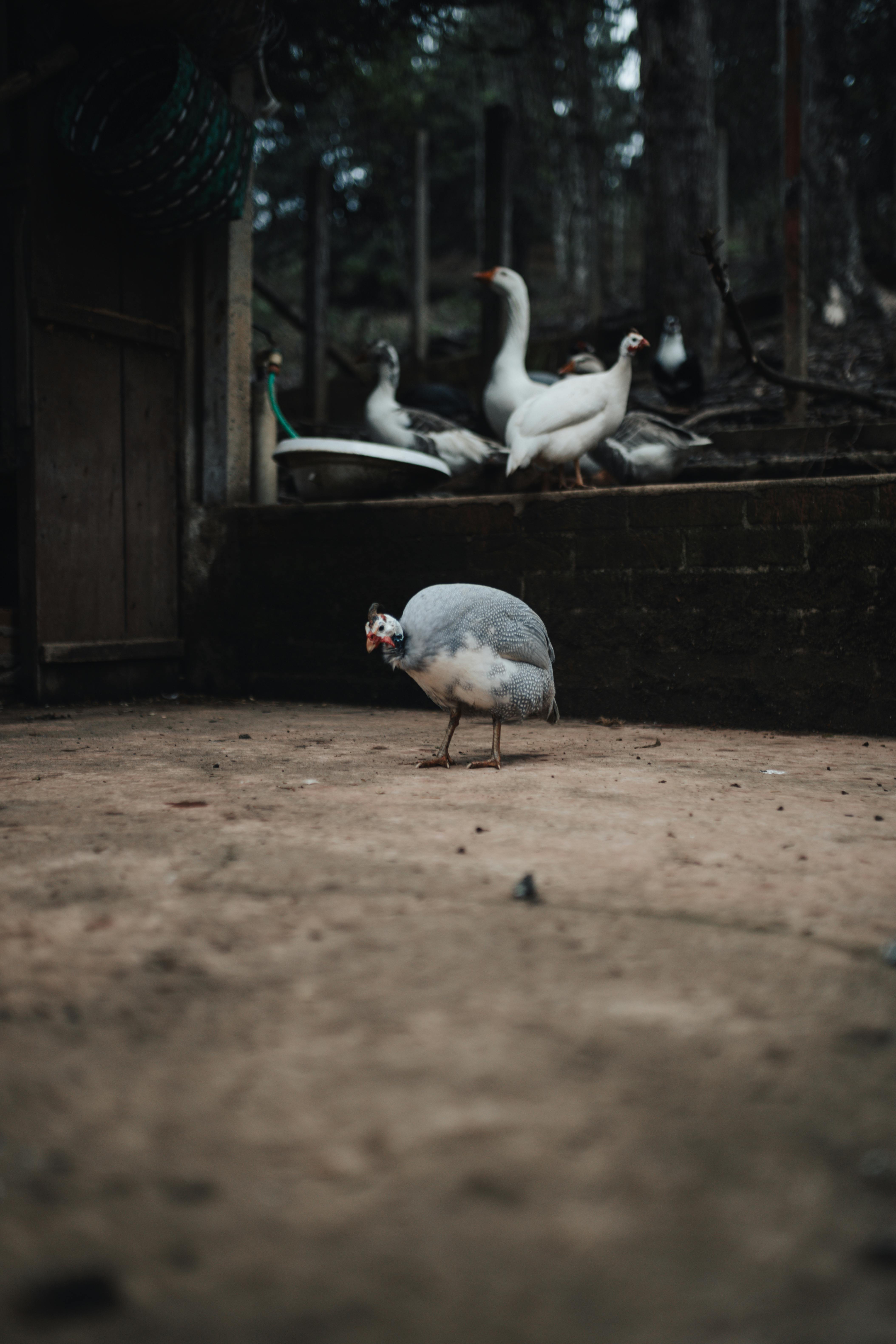 Guinea Fowl and Geese in Rustic Barnyard Setting · Free Stock Photo