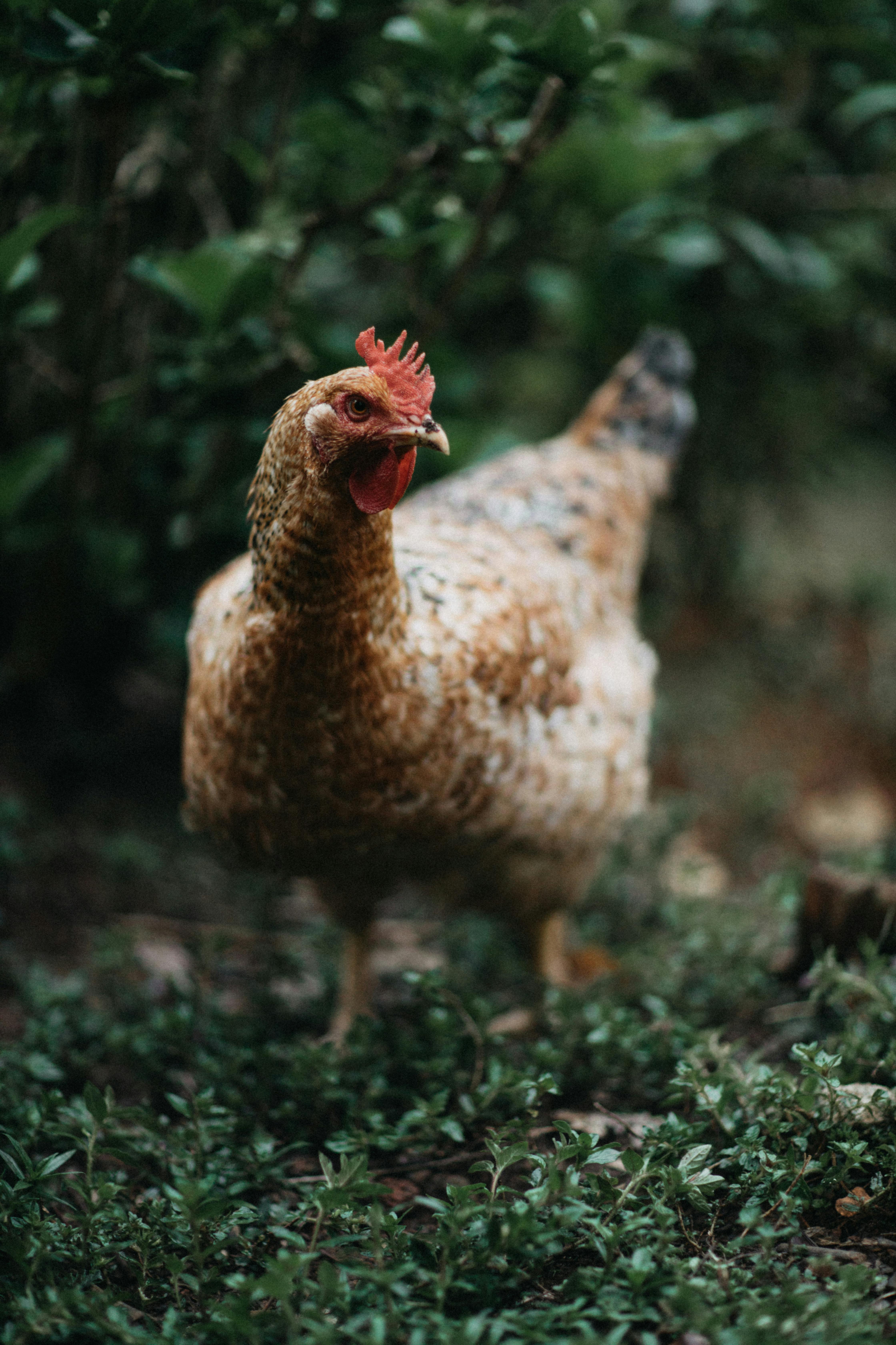 Free Range Chicken in Natural Habitat · Free Stock Photo