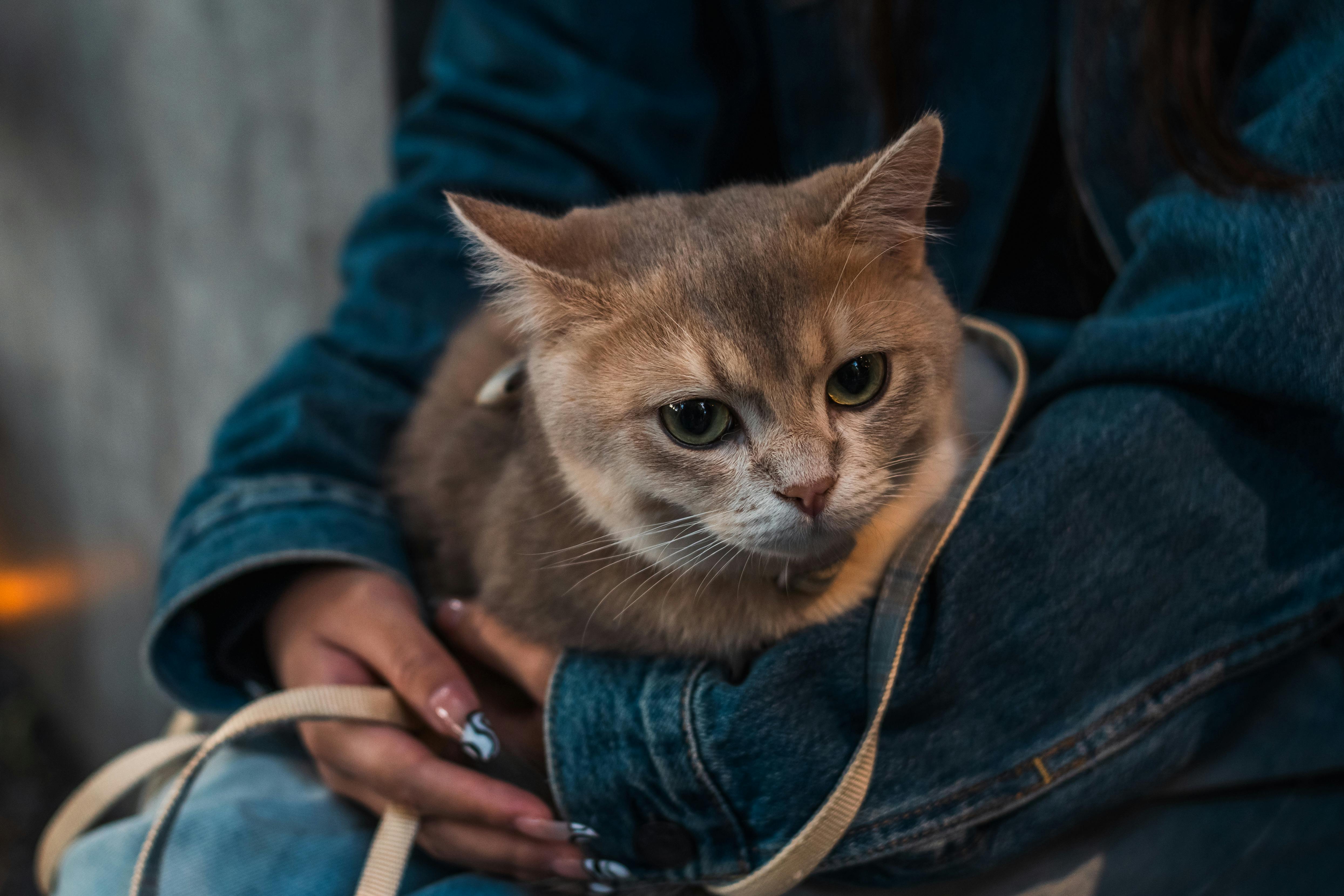 Adorable Cat Cuddled in Denim Jacket Outdoors · Free Stock Photo