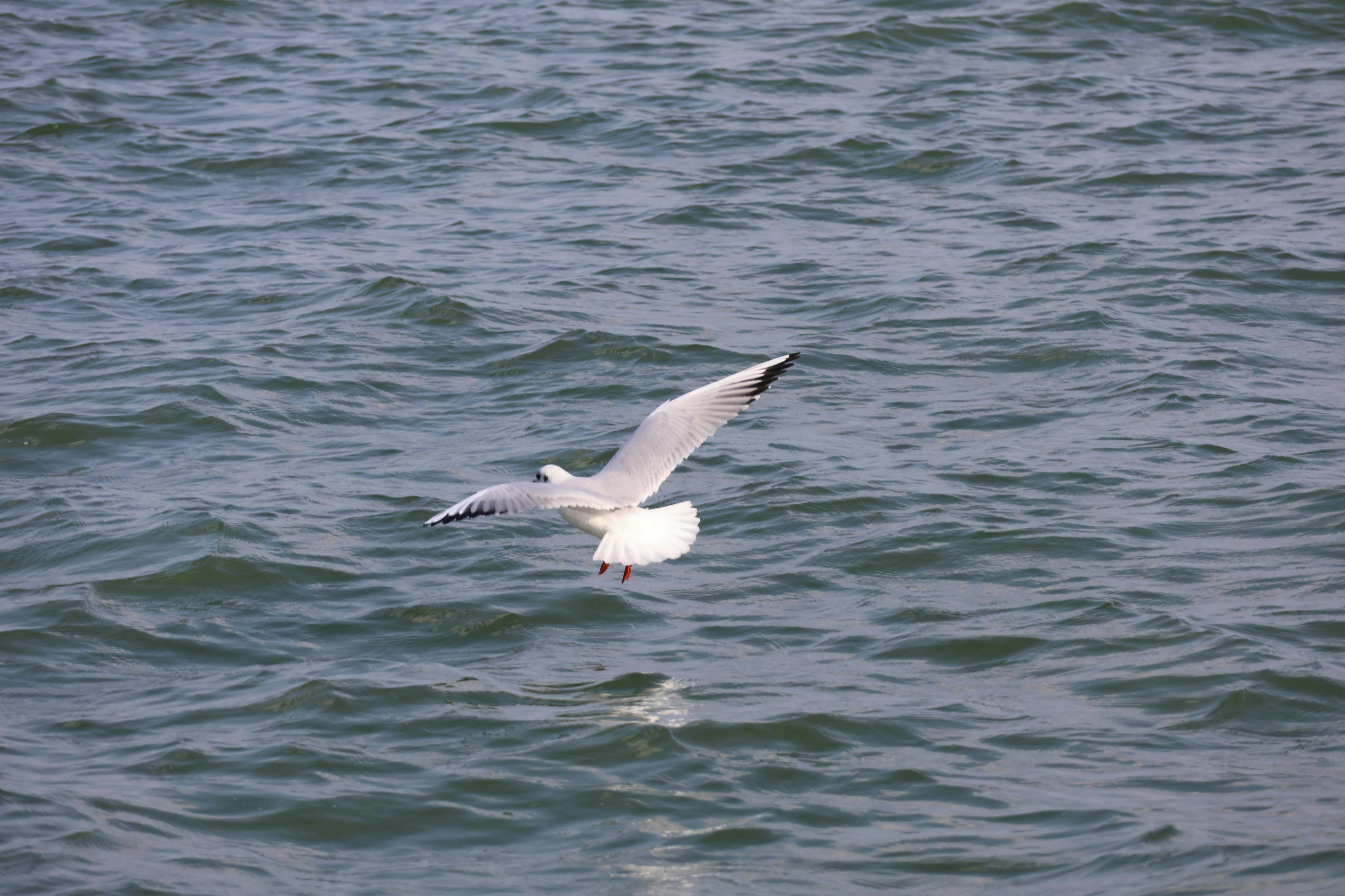Seagull in clear sky over sea · Free Stock Photo