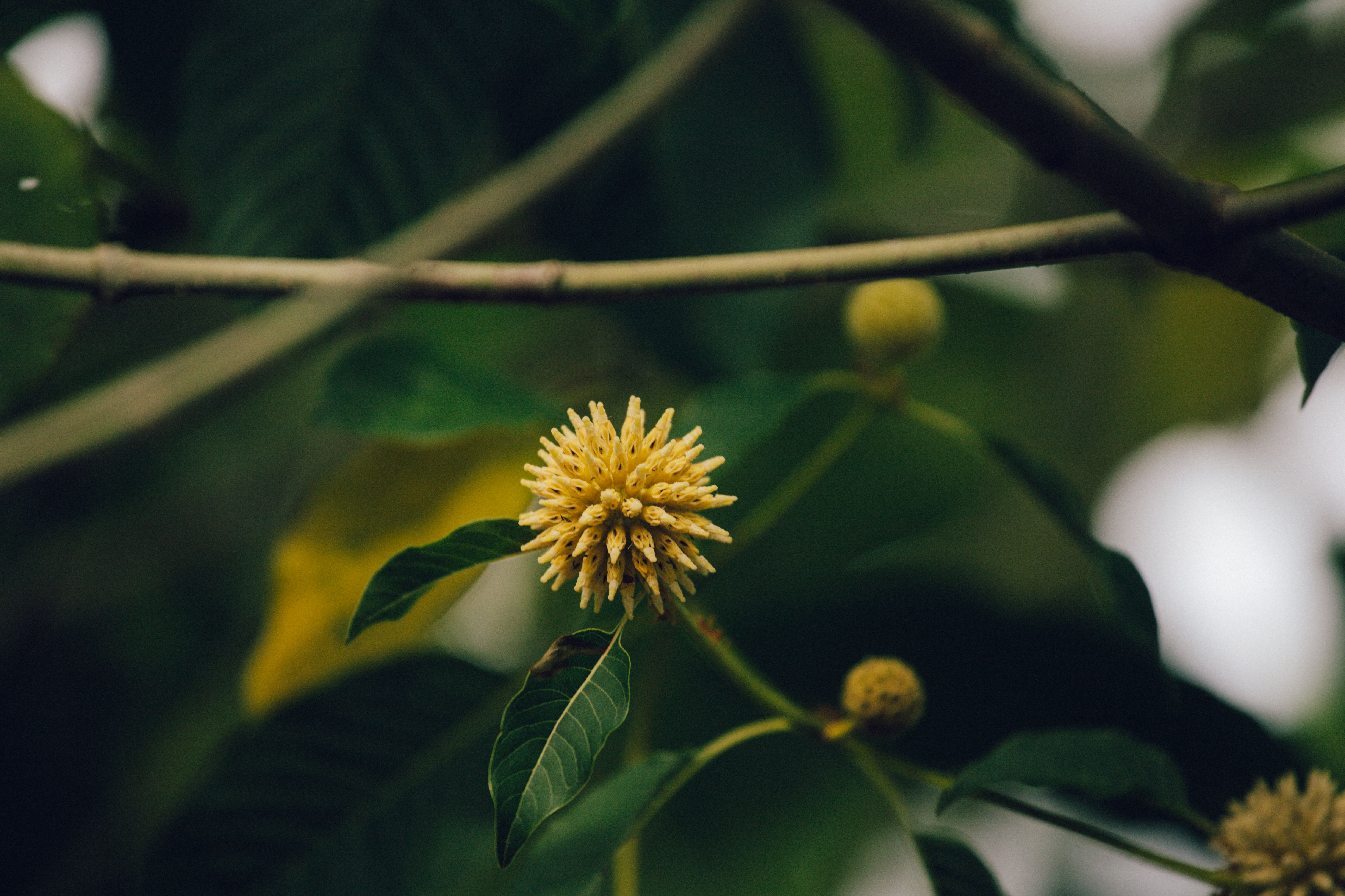 Close-up of a Unique Yellow Flower in Nature · Free Stock Photo