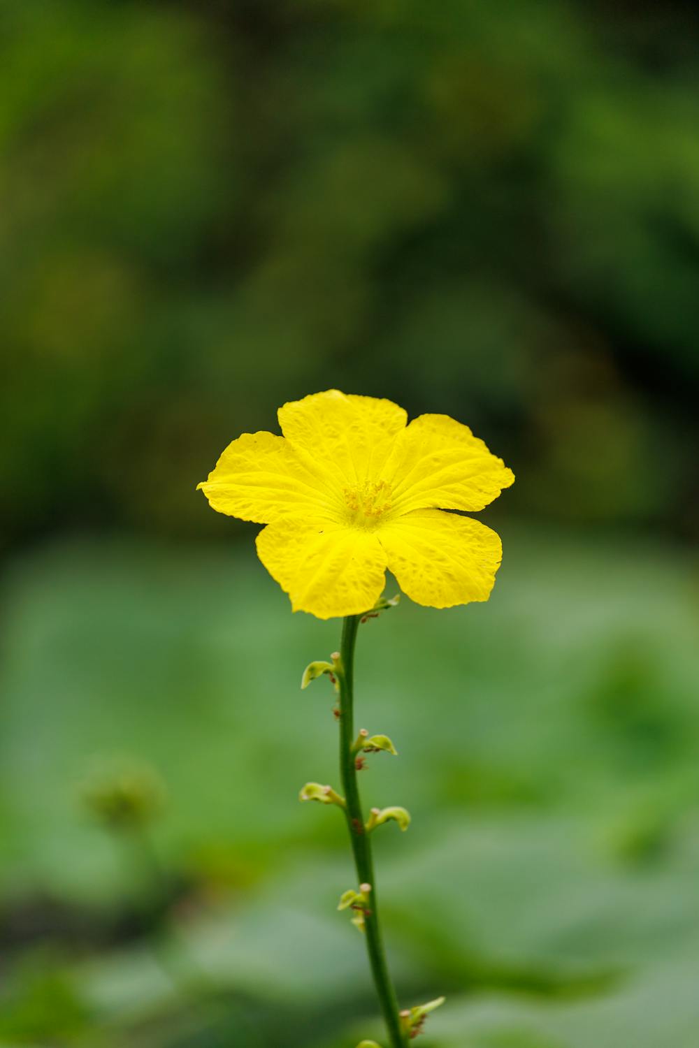Bright Yellow Flower Against Blurred Green Background · Free Stock Photo Bright Yellow Flower Against Blurred Green Background · Free Stock Photo
