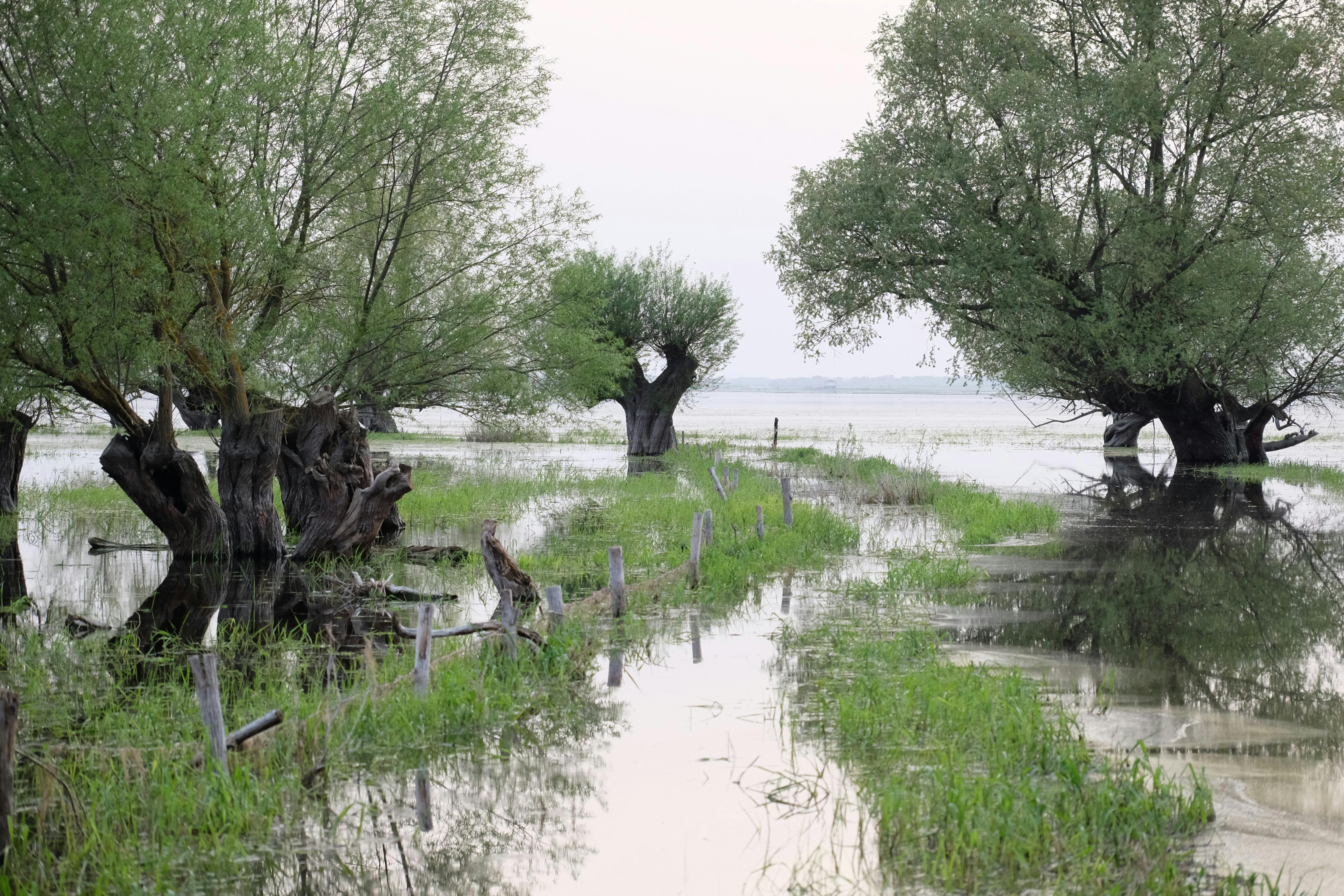 Serene Flooded Forest Landscape with Trees · Free Stock Photo
