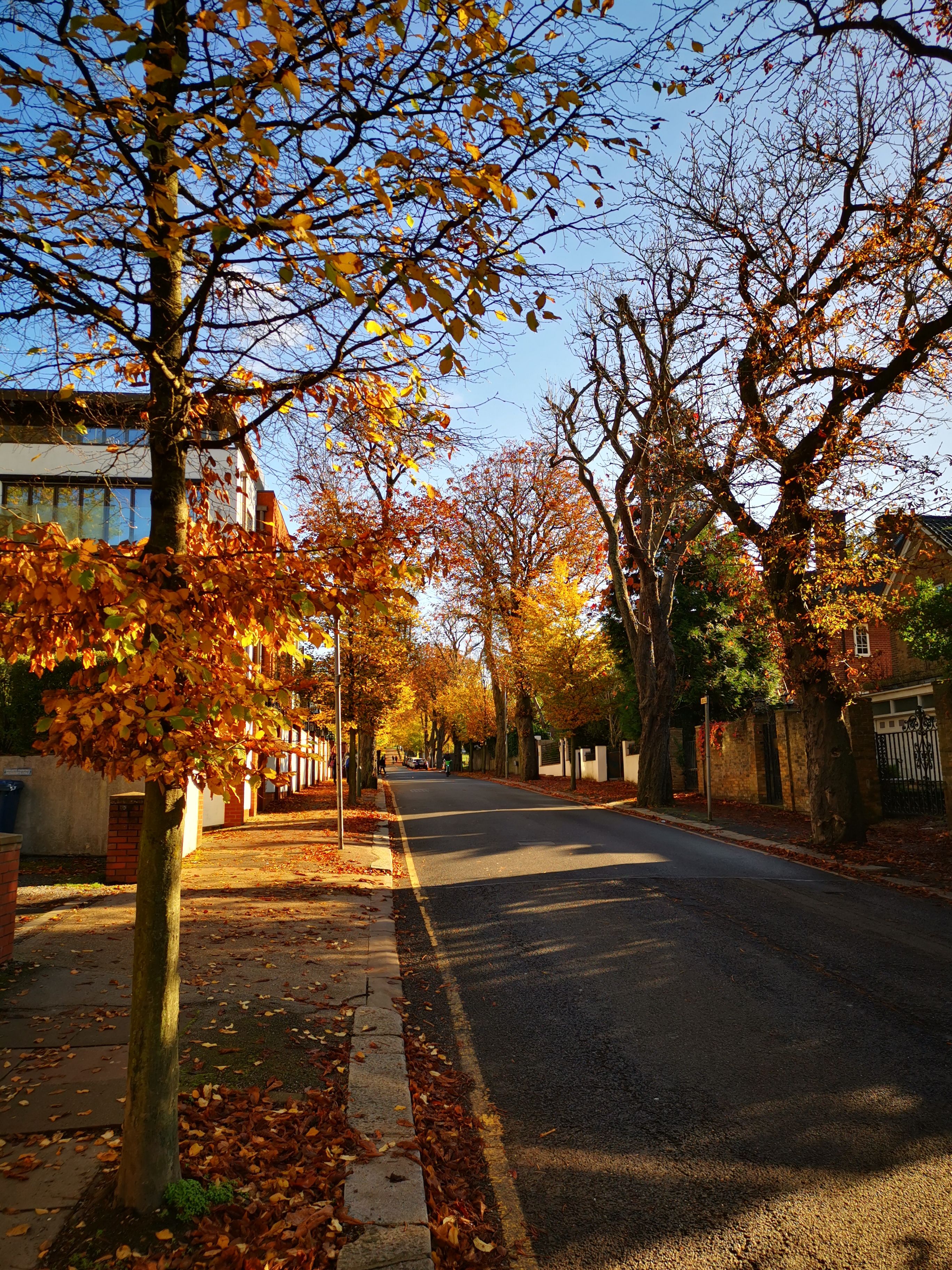 Autumn Morning Street in London with Vibrant Leaves · Free Stock Photo