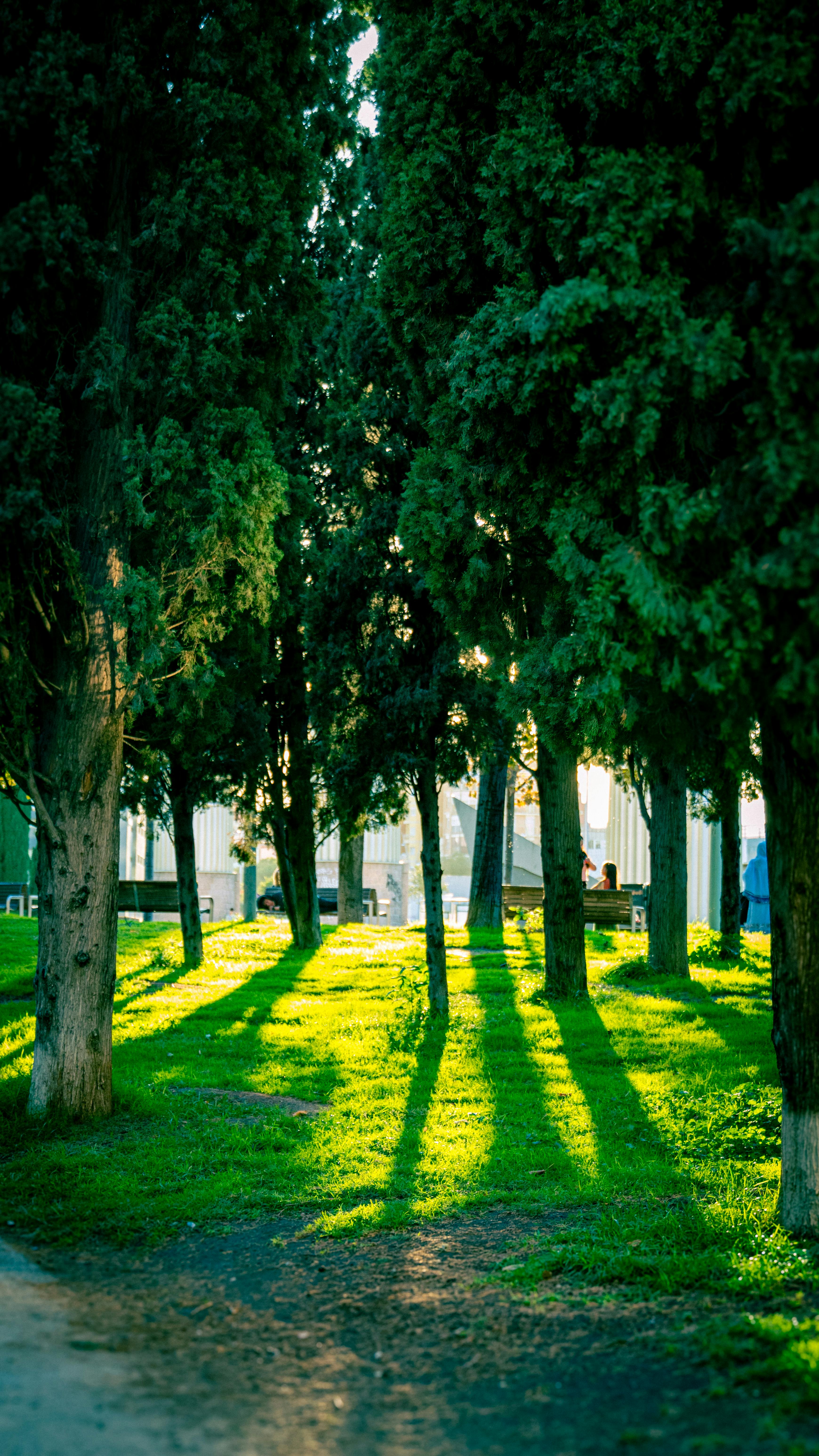 Sunlit Pathway Through Serene Park Trees · Free Stock Photo