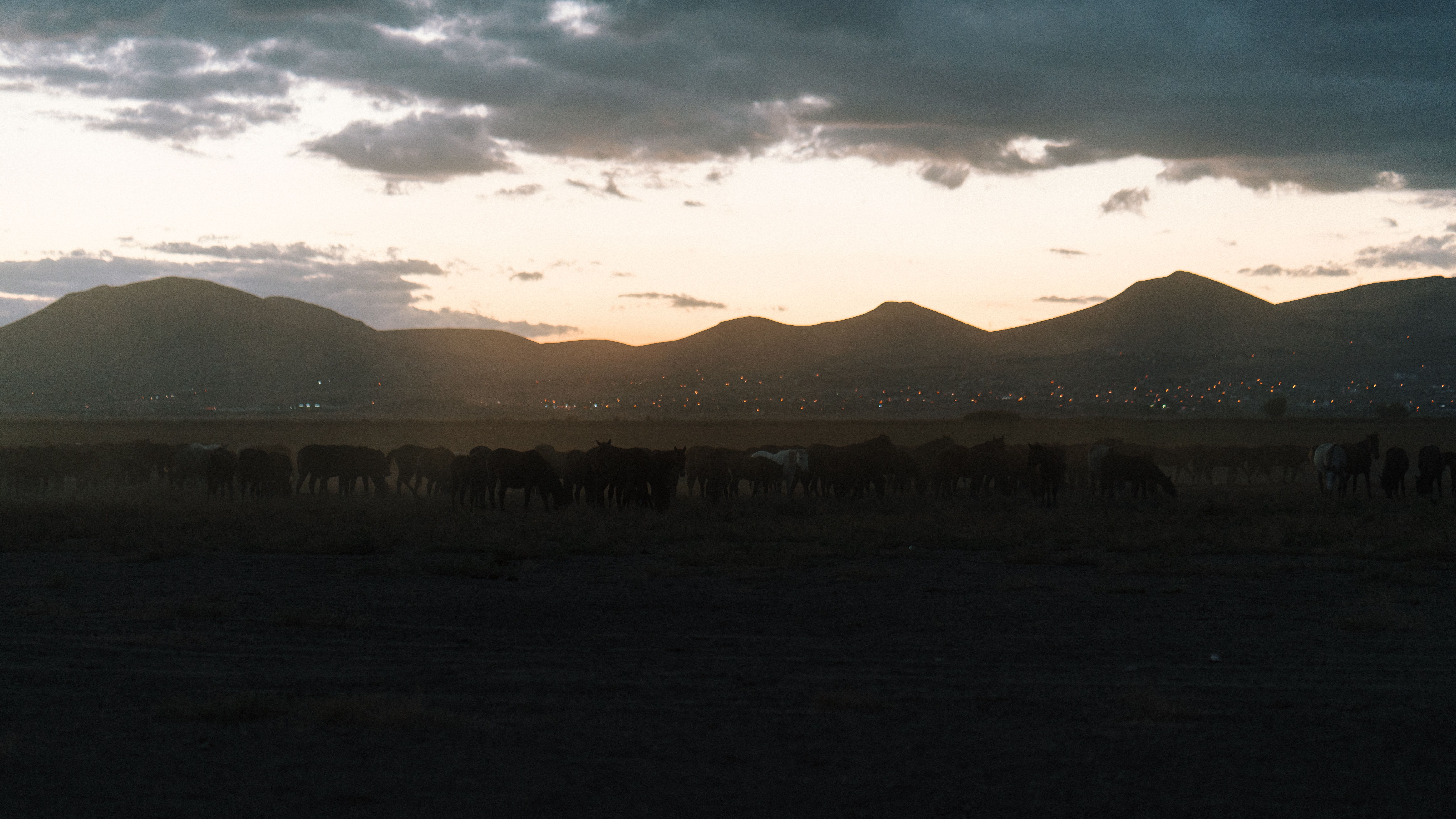 Dramatic Sunset Over Cattle in Open Field Landscape · Free Stock Photo