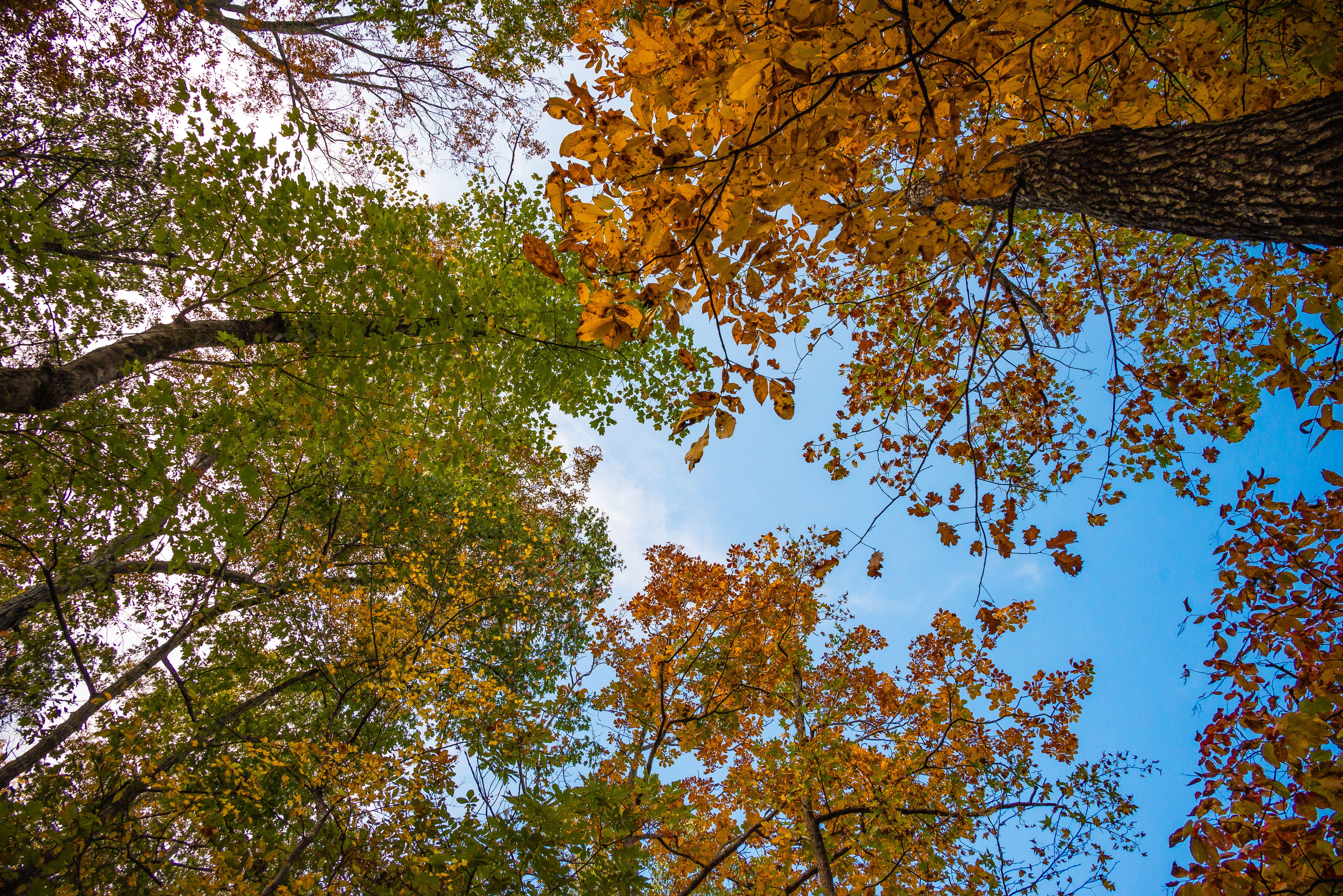 Colorful Autumn Leaves and Blue Sky · Free Stock Photo