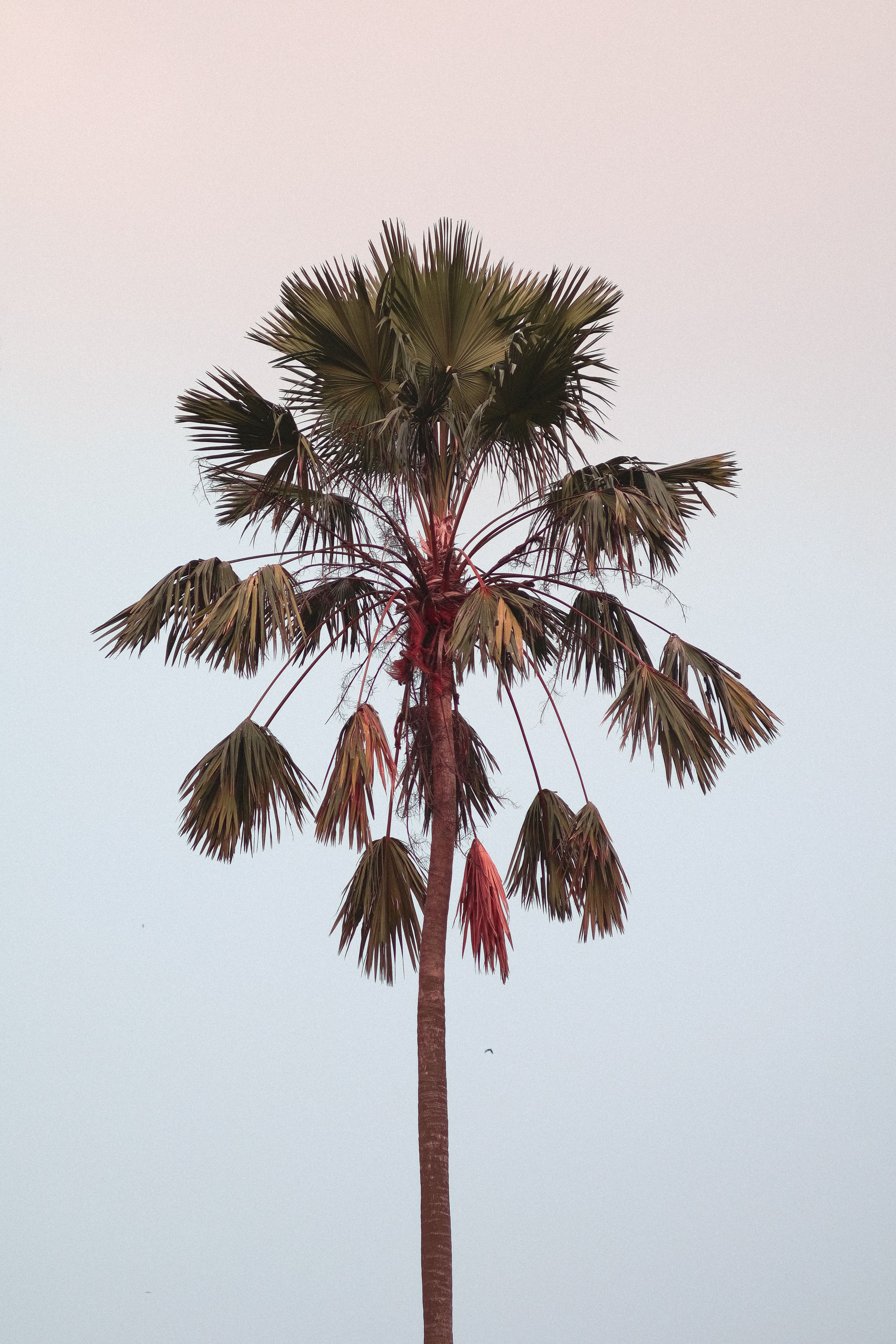 Tall Palm Tree Against Clear Sky in Bangladesh · Free Stock Photo