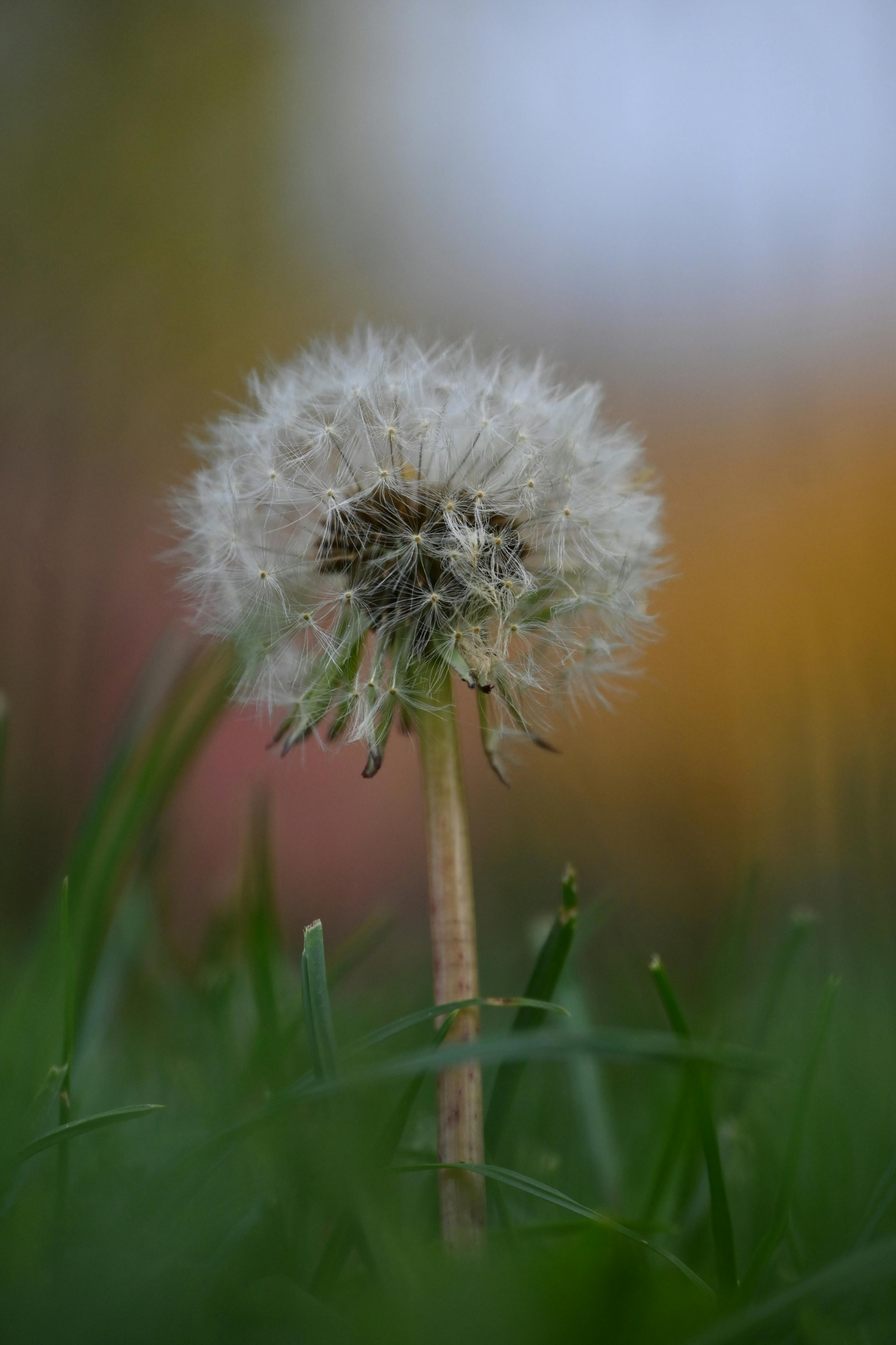 Grass Flower Wallpaper 1920x1080 Photos, Download The BEST Free Grass ... Grass Flower Wallpaper 1920x1080 Photos, Download The BEST Free Grass ...