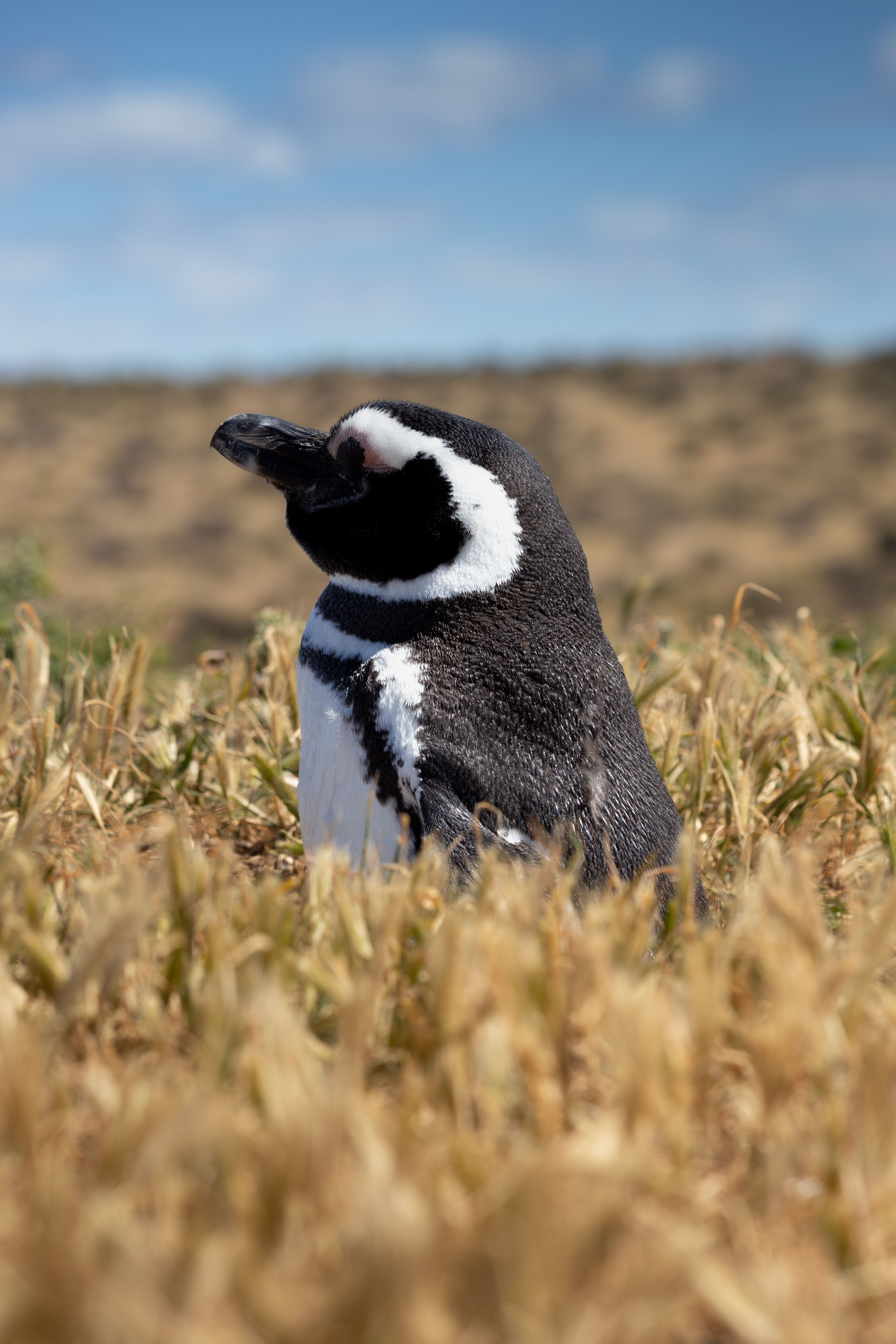 Penguin Ecology Photos, Download The BEST Free Penguin Ecology Stock ...