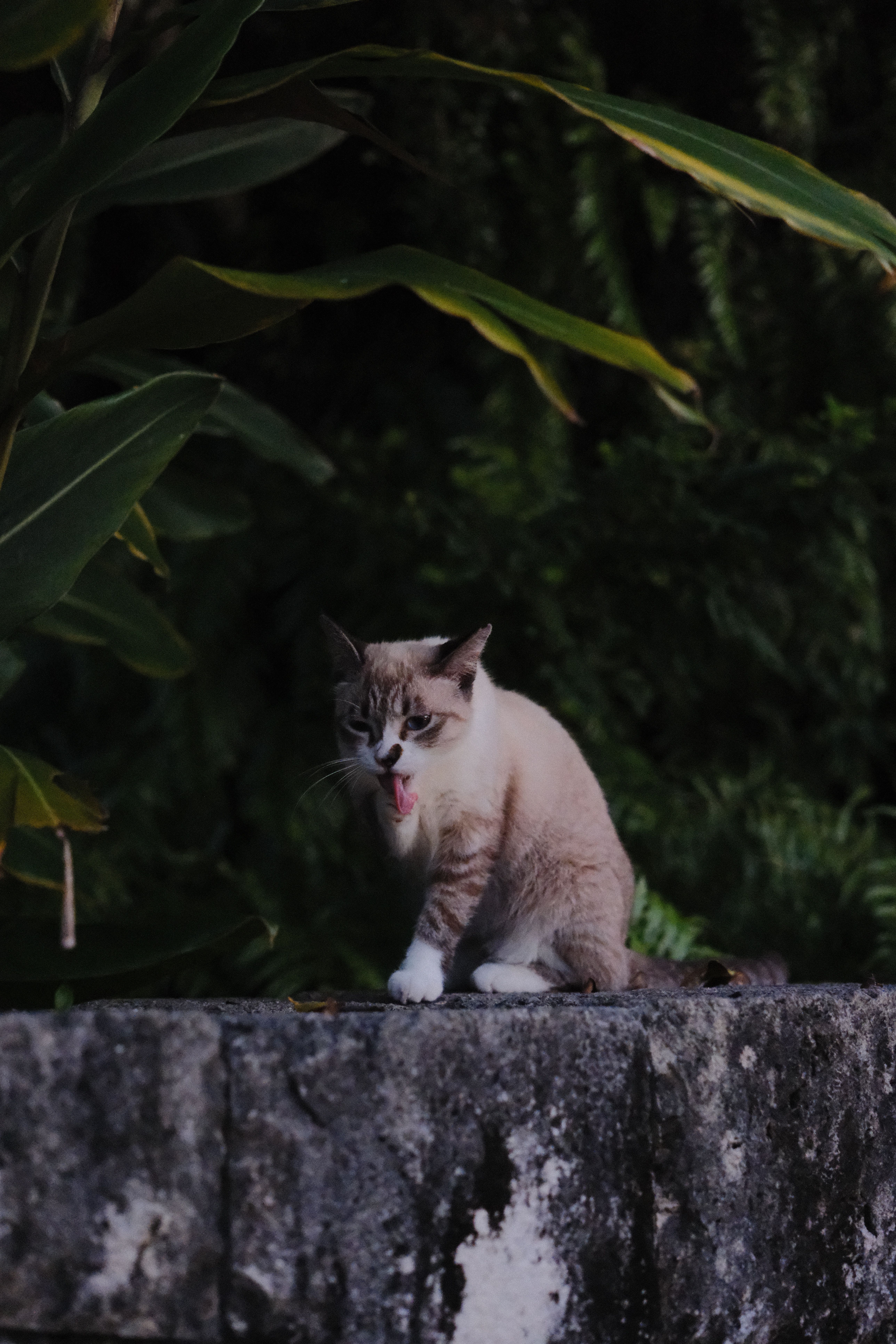Siamese Kat Photos, Download The BEST Free Siamese Kat Stock Photos ...
