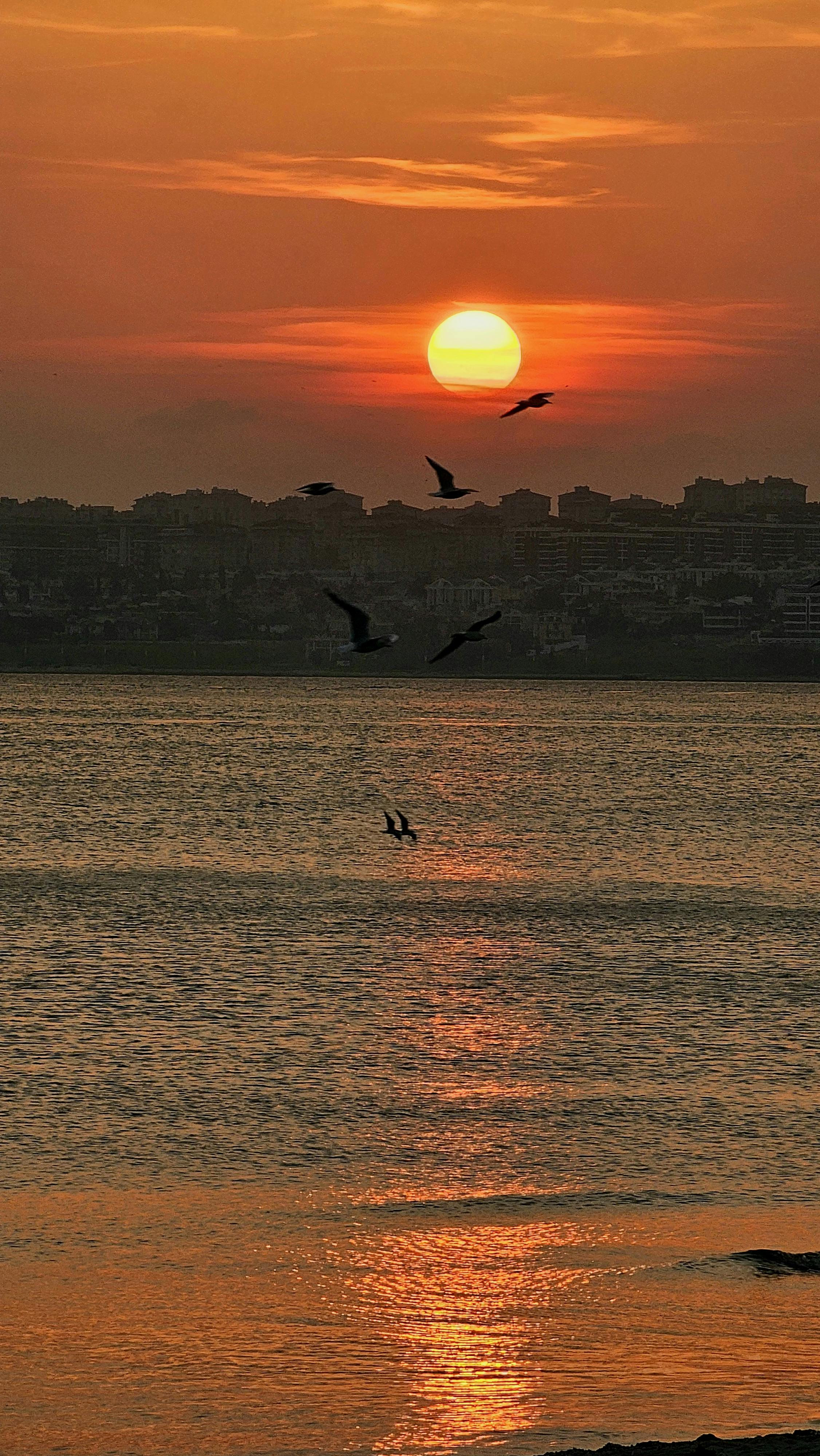 Beautiful Sunset Over Calm Waters with Birds · Free Stock Photo