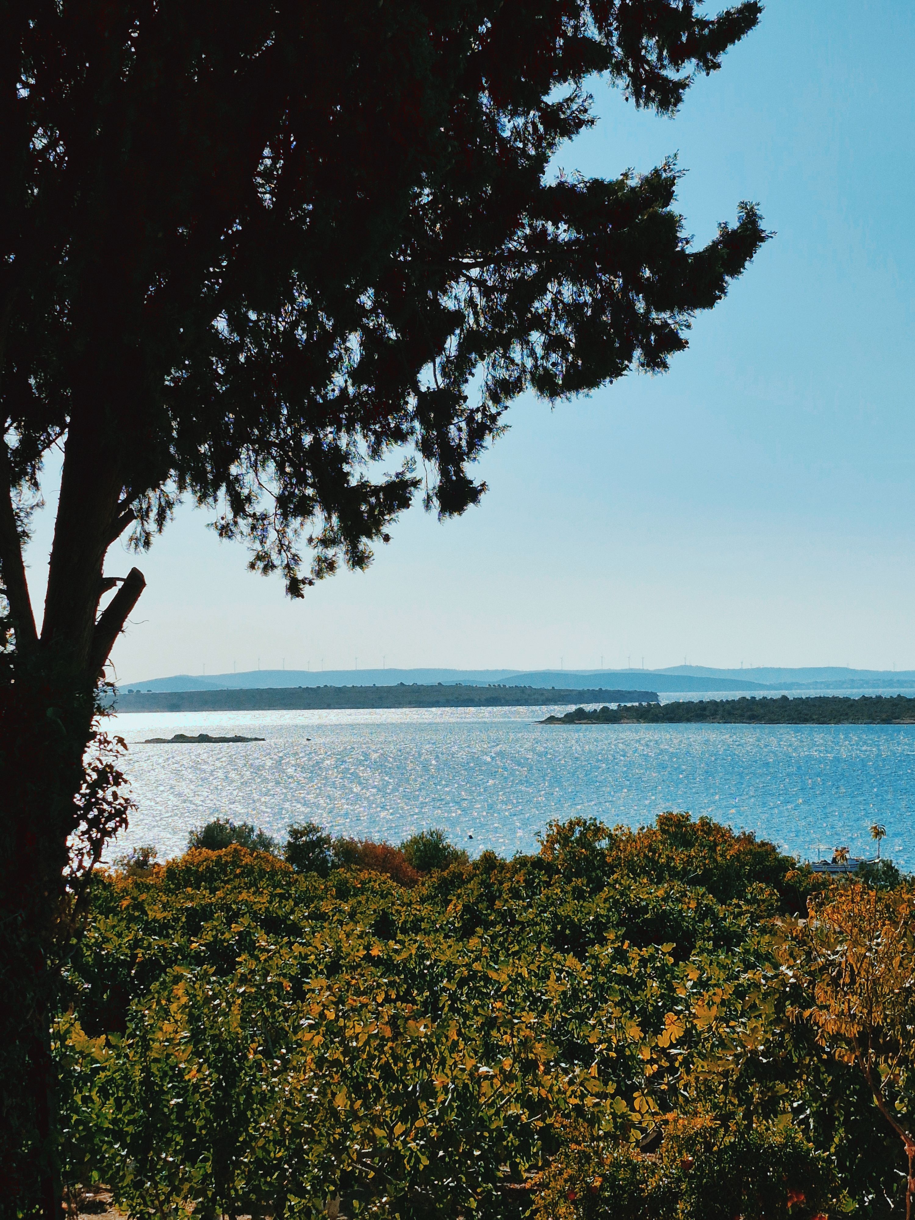 Serene Lakeside View with Pine Tree and Bushes · Free Stock Photo