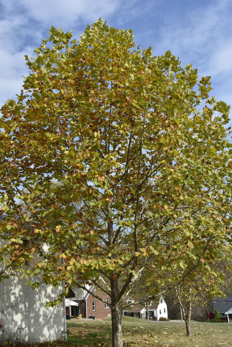 Tulip Poplar Tree Photos, Download The BEST Free Tulip Poplar Tree ...