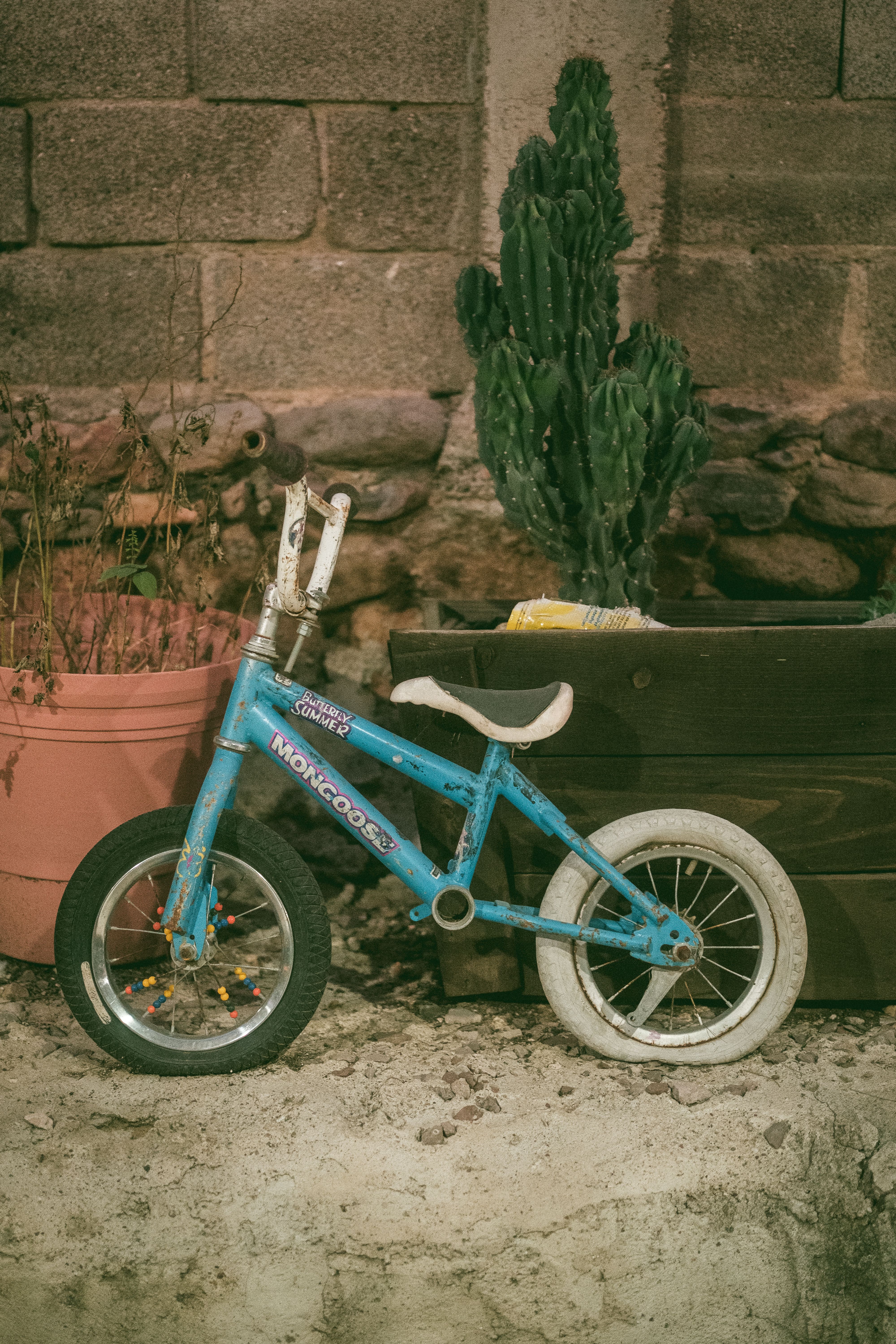 Vintage Blue Child's Bicycle Outdoors by Cactus · Free Stock Photo