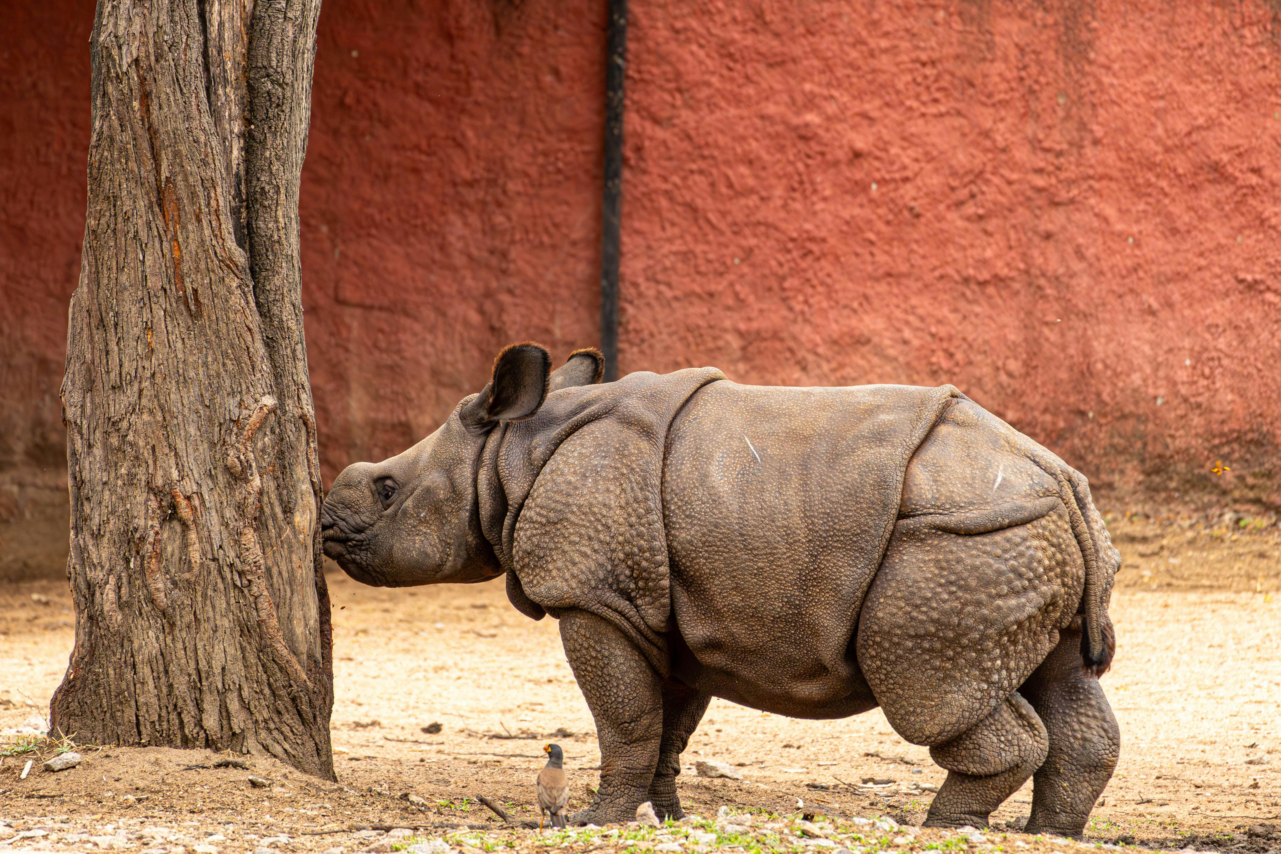 Indian Rhinoceros Near Tree in Natural Habitat · Free Stock Photo
