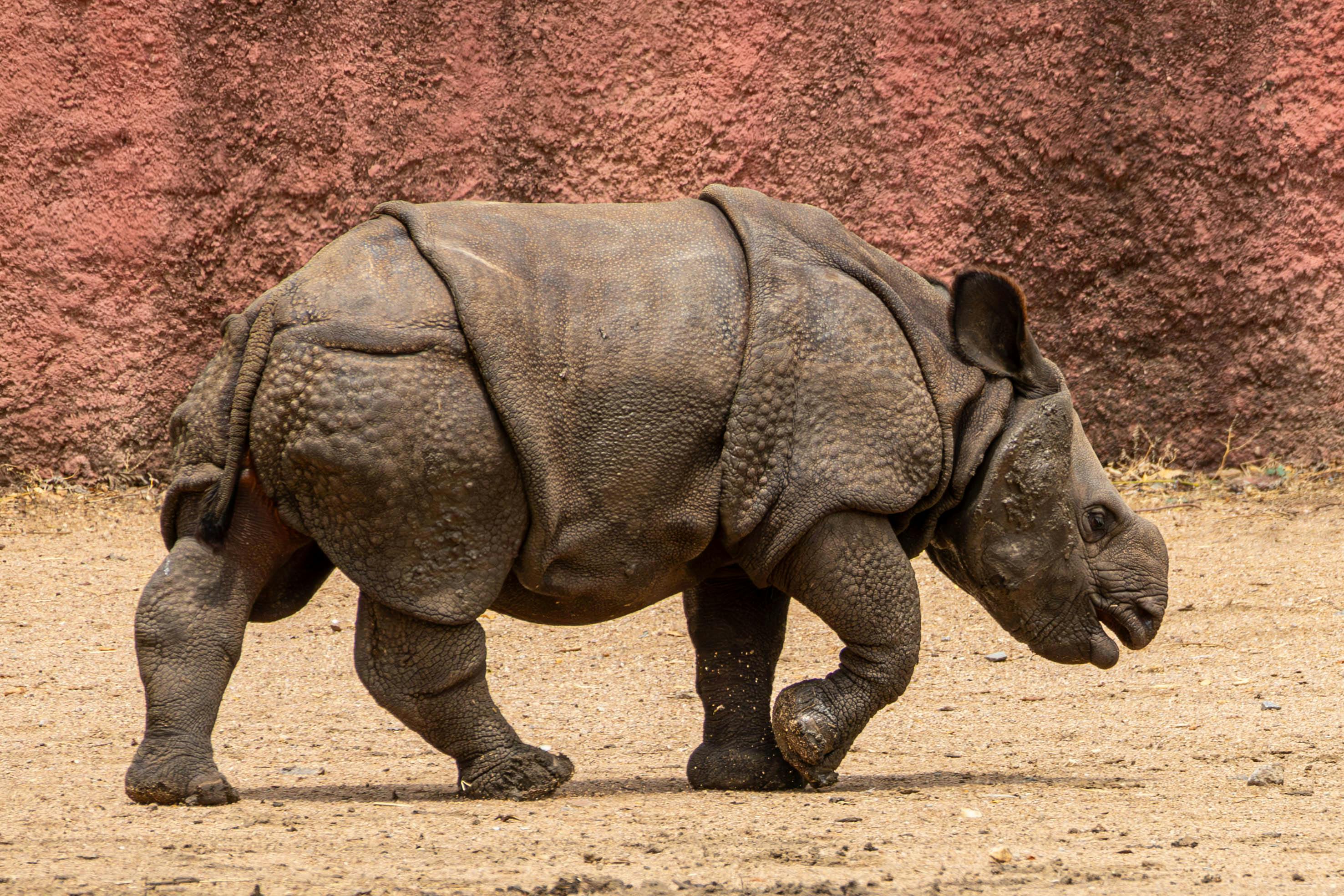 Close-Up of a Young Indian Rhinoceros in Zoo · Free Stock Photo