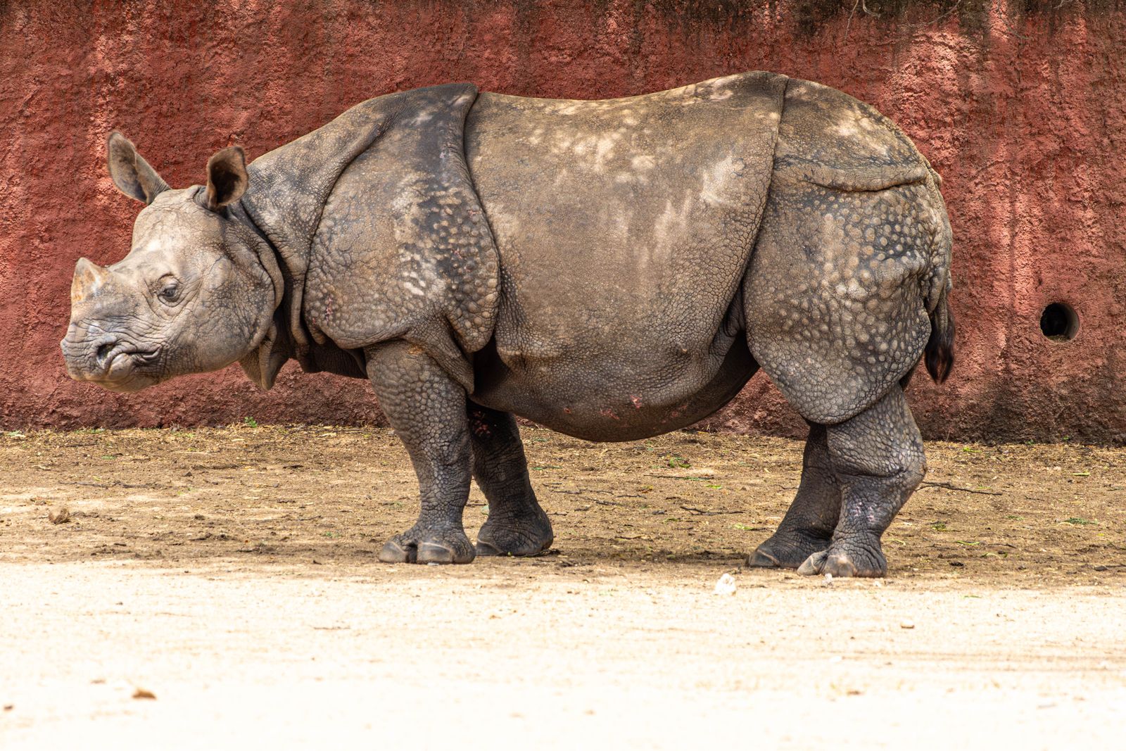 Rhinoceros Photos, Download The BEST Free Rhinoceros Stock Photos & HD ...