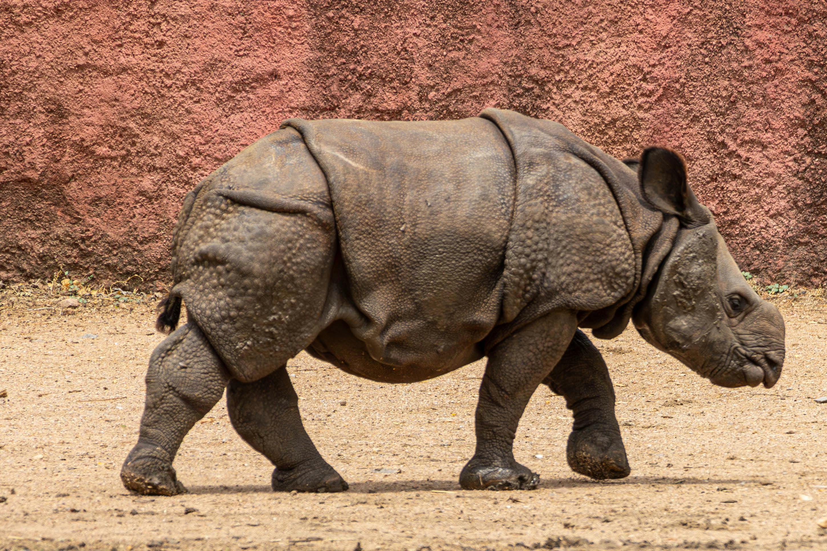 Young Indian Rhino Walking in Natural Habitat · Free Stock Photo