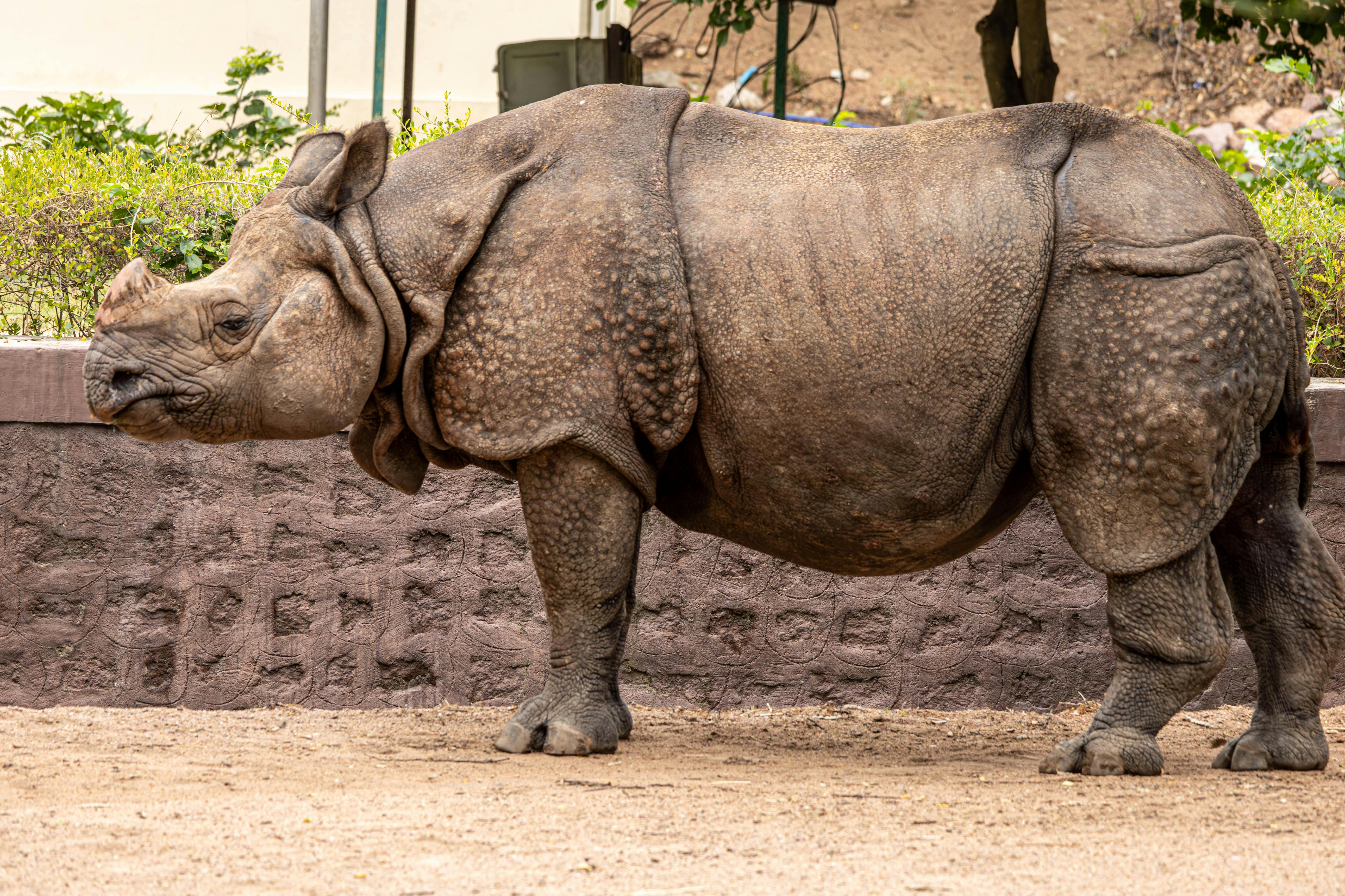 Majestic Indian Rhinoceros in Natural Habitat · Free Stock Photo