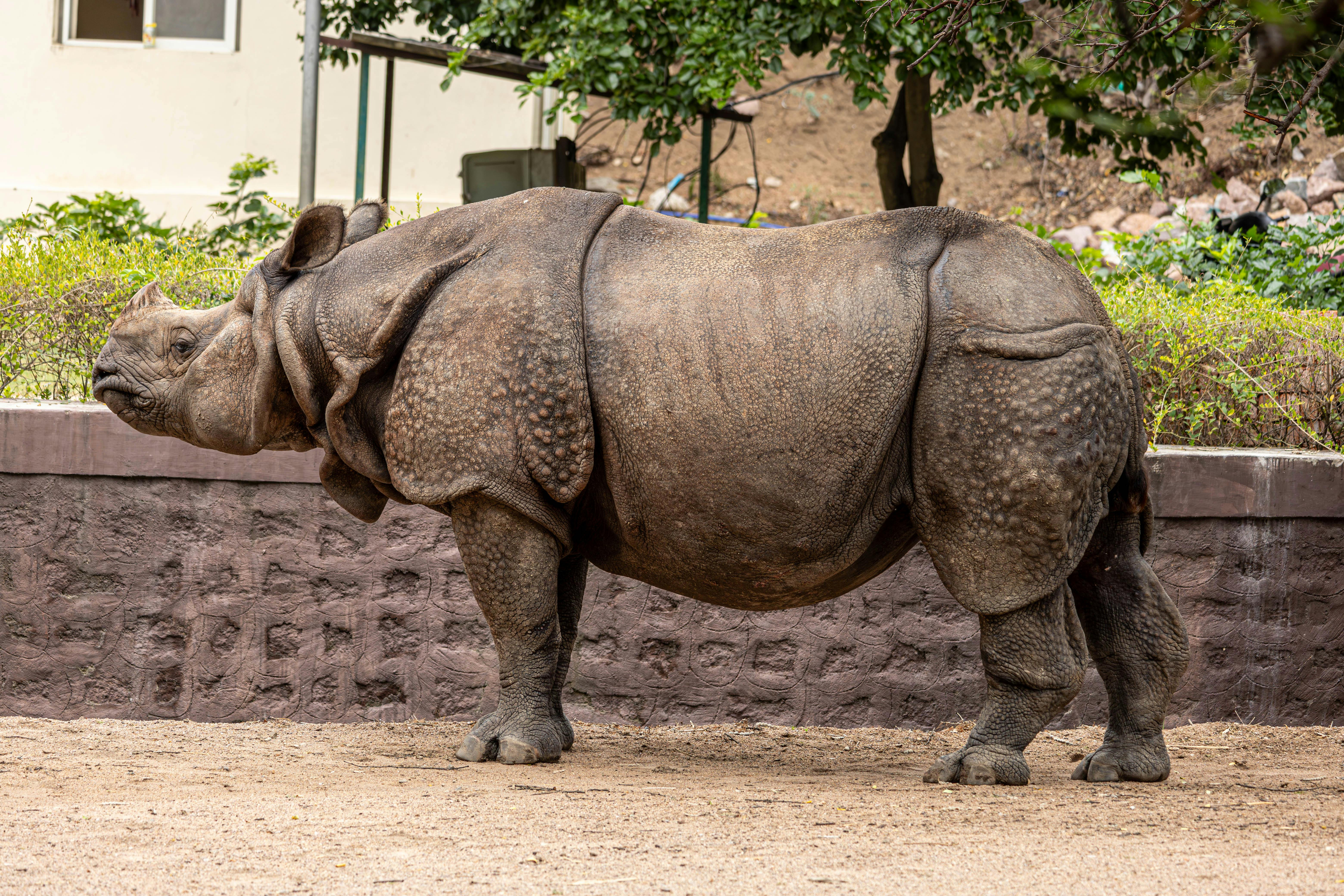 Indian Rhino in Enclosure at Zoo · Free Stock Photo