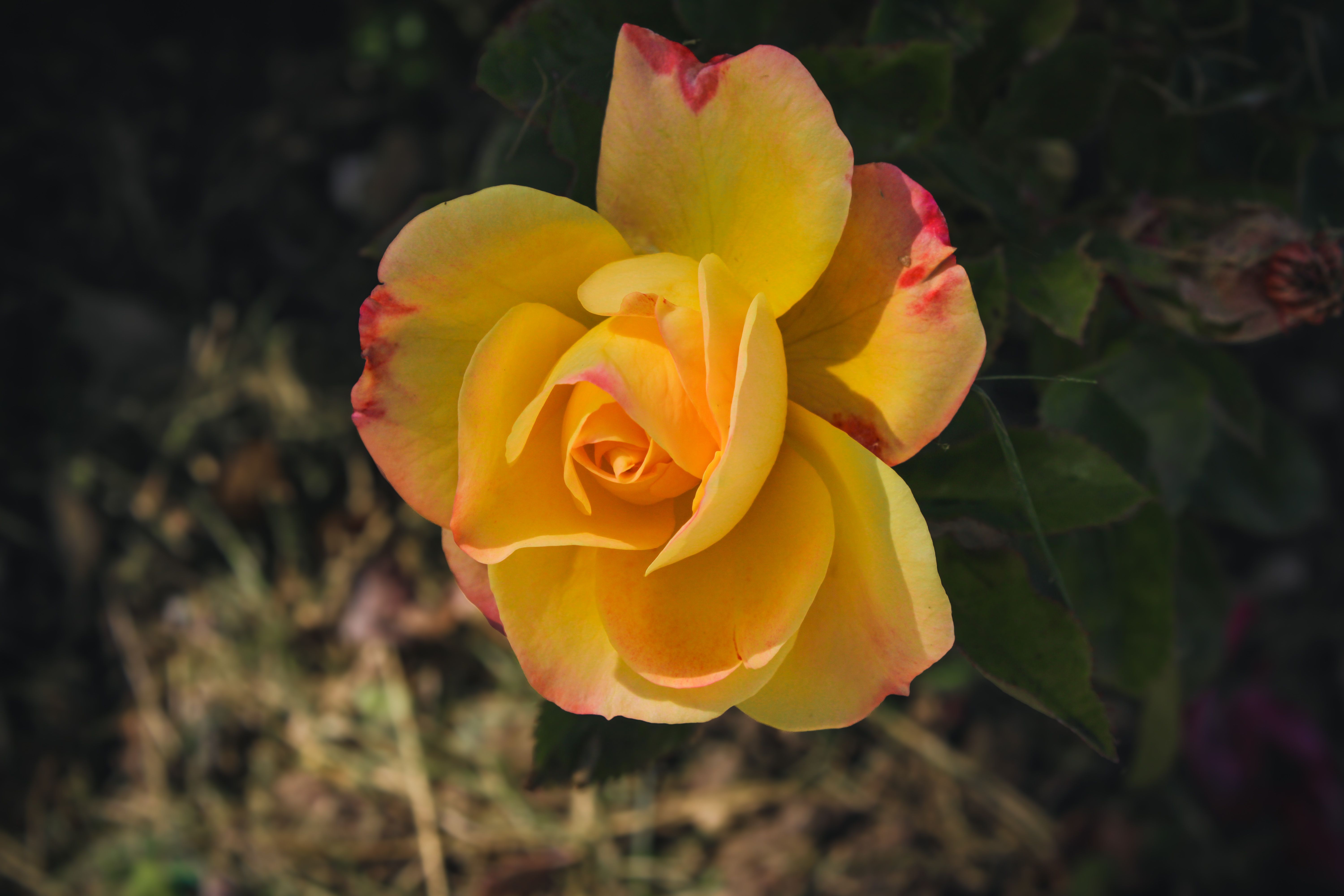 Vibrant Yellow Rose in Sunlight Close-Up · Free Stock Photo
