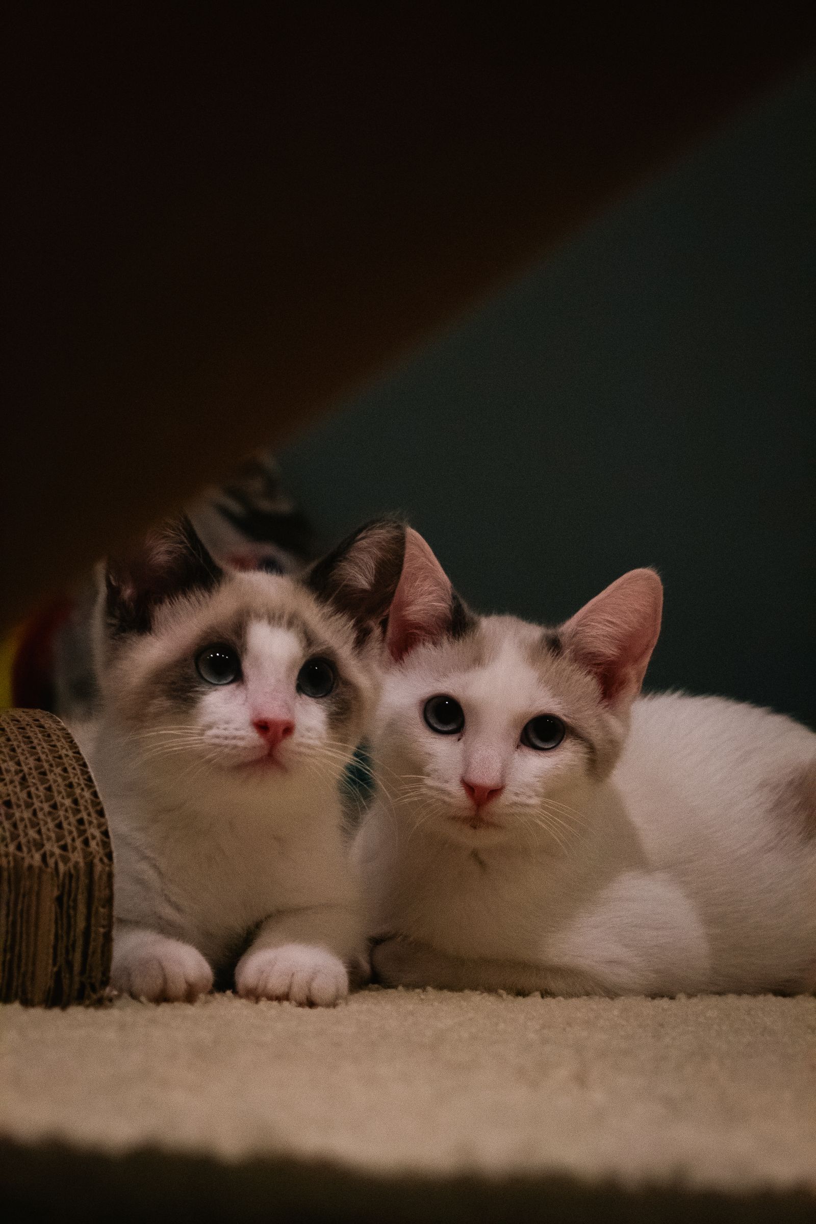 Cute Baby Kittens Photos, Download The BEST Free Cute Baby Kittens ...
