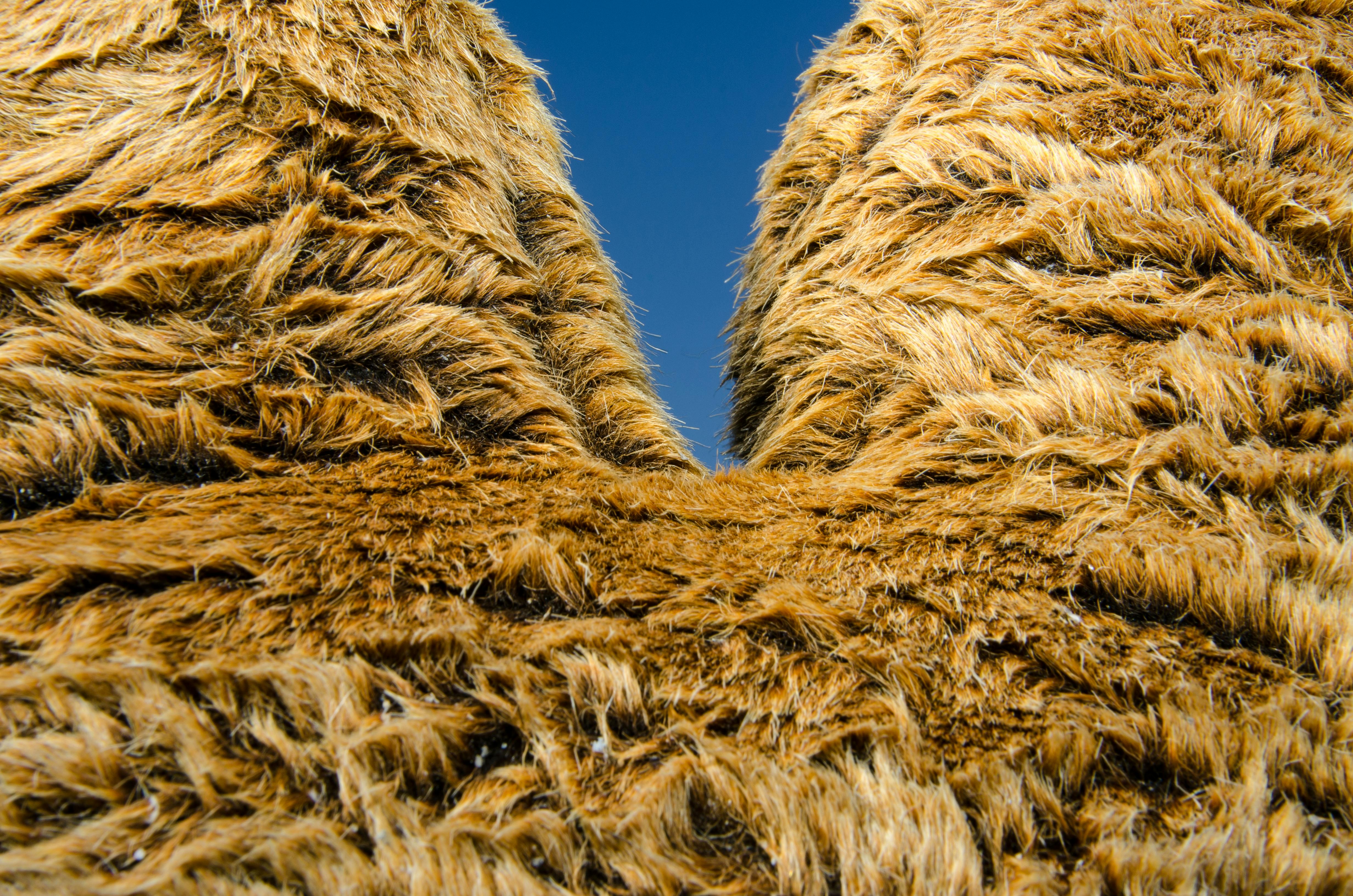 Close-up View of Camel's Furry Hump · Free Stock Photo