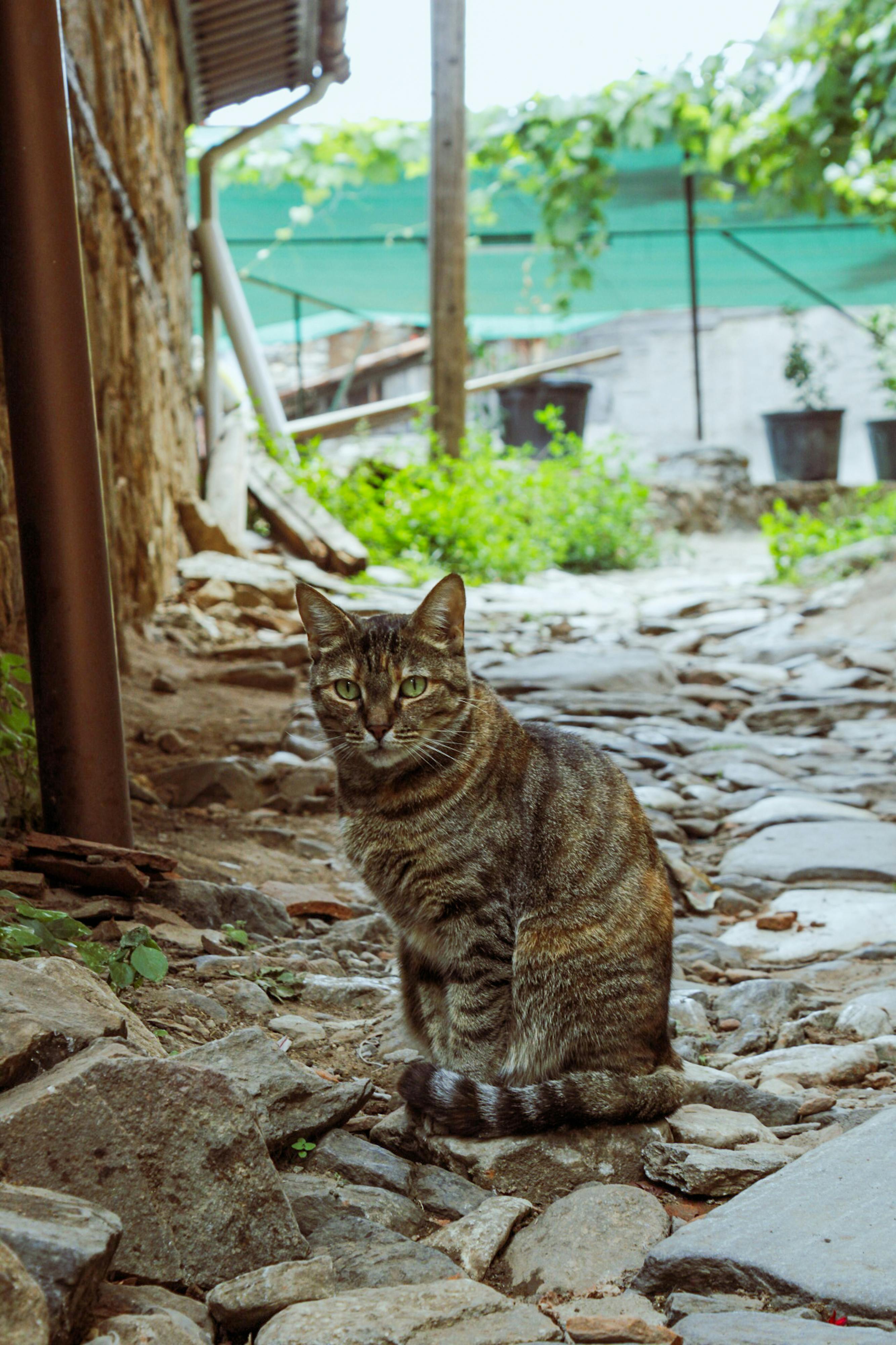 Street Cat in Historic Bursa Alleyway · Free Stock Photo
