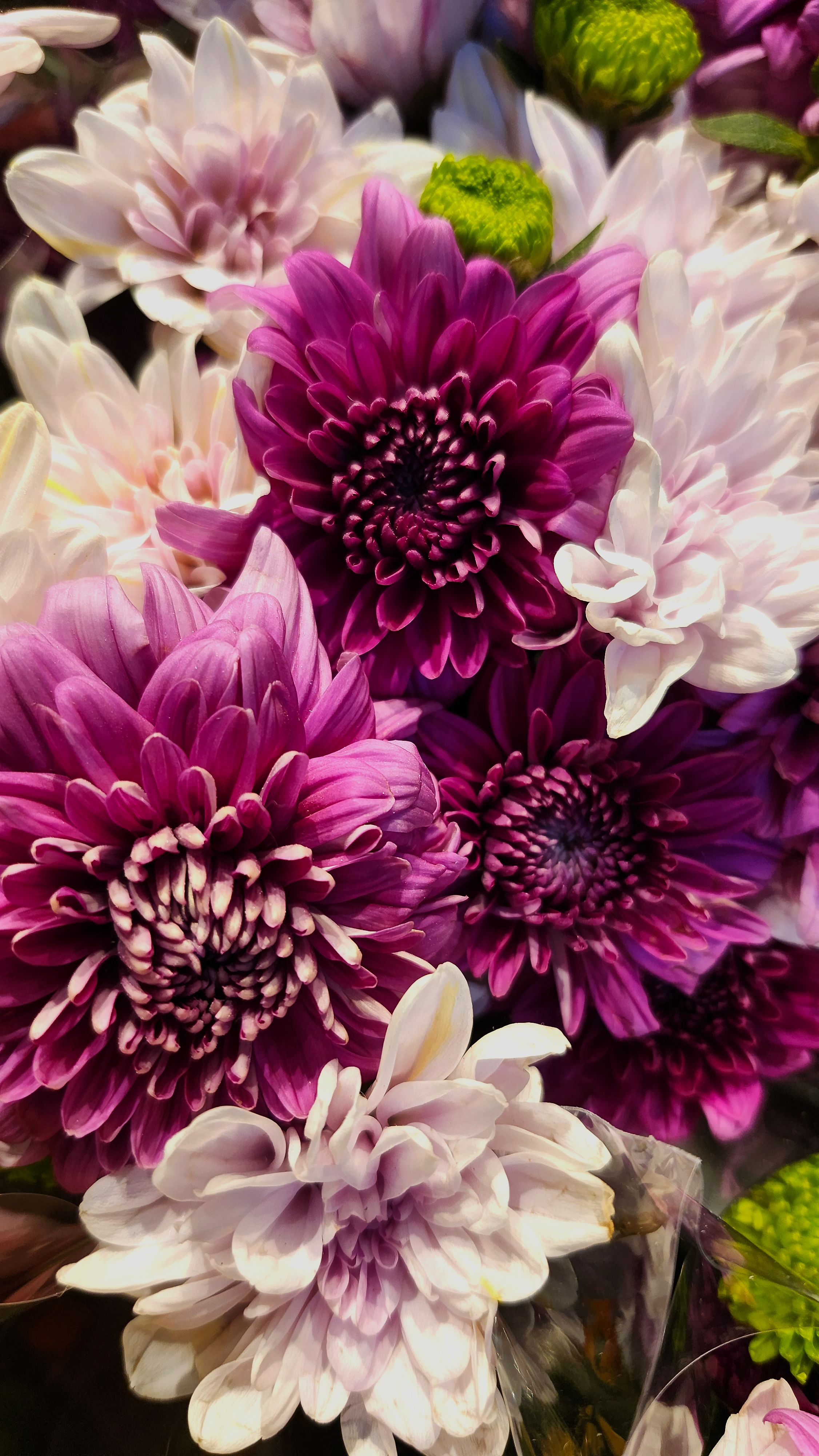 Vibrant Purple Chrysanthemum Flower Bouquet · Free Stock Photo