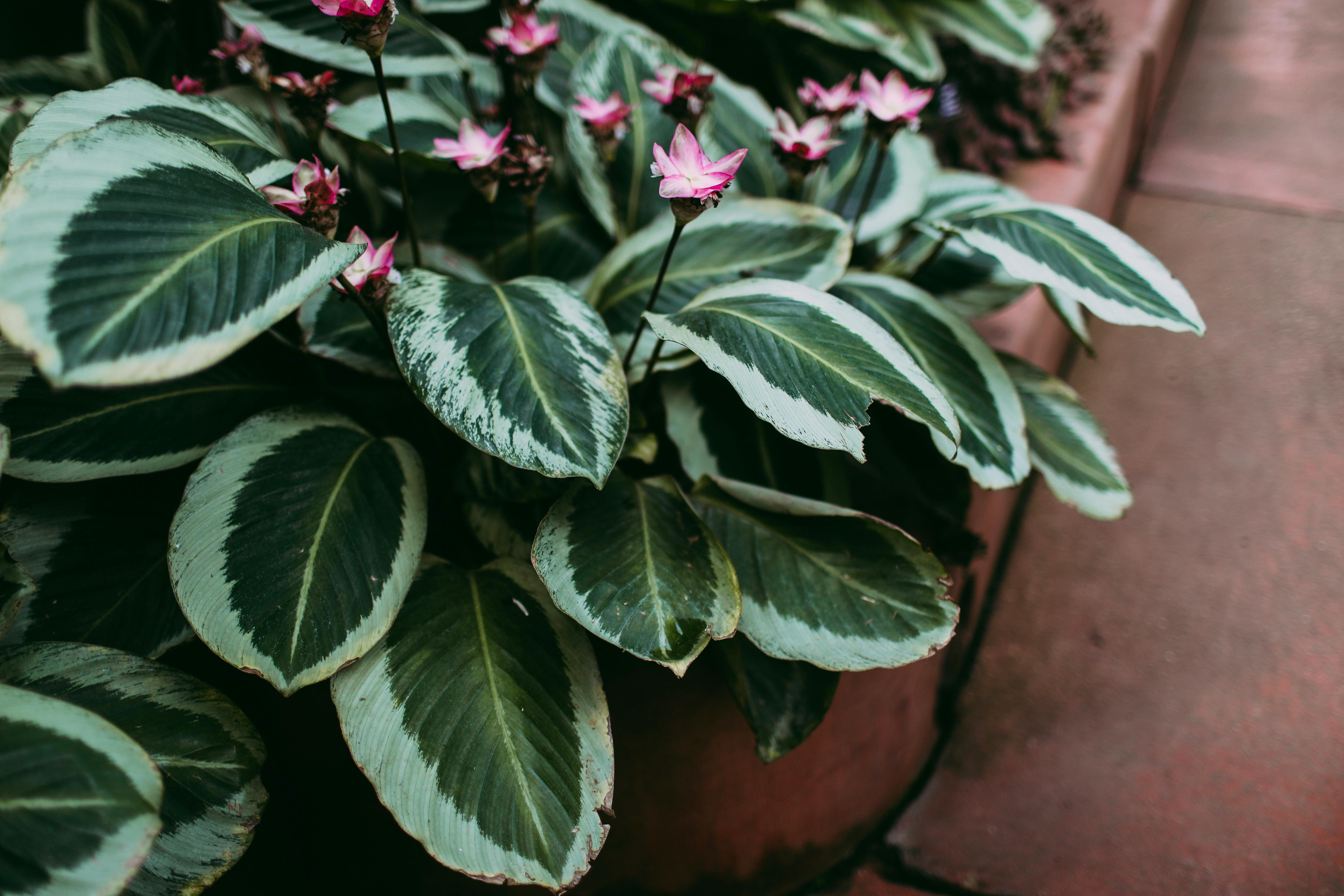 Plaint White Background Photos, Download The BEST Free Plaint White ...