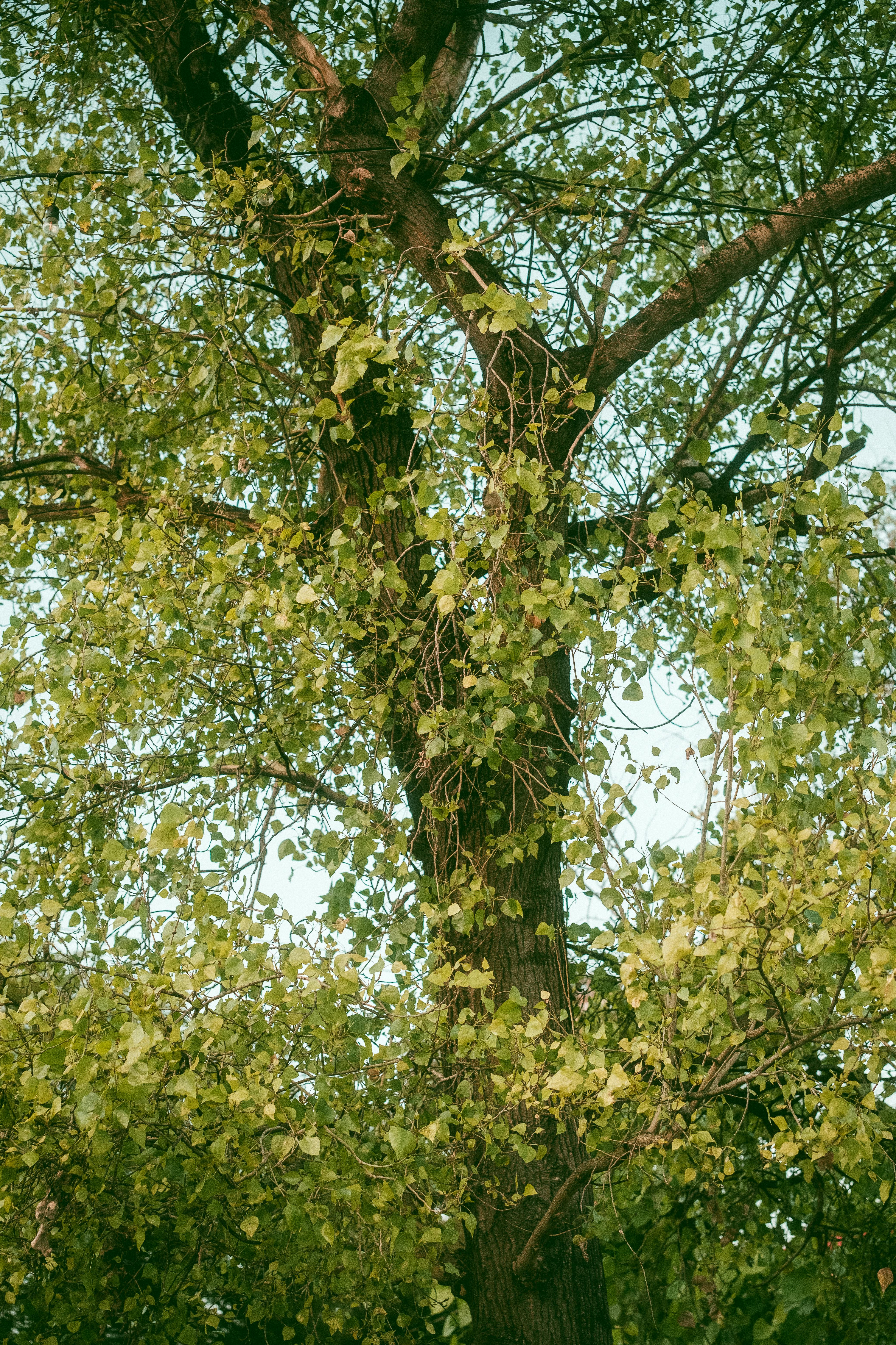 Green Tree in Spring with Abundant Foliage · Free Stock Photo