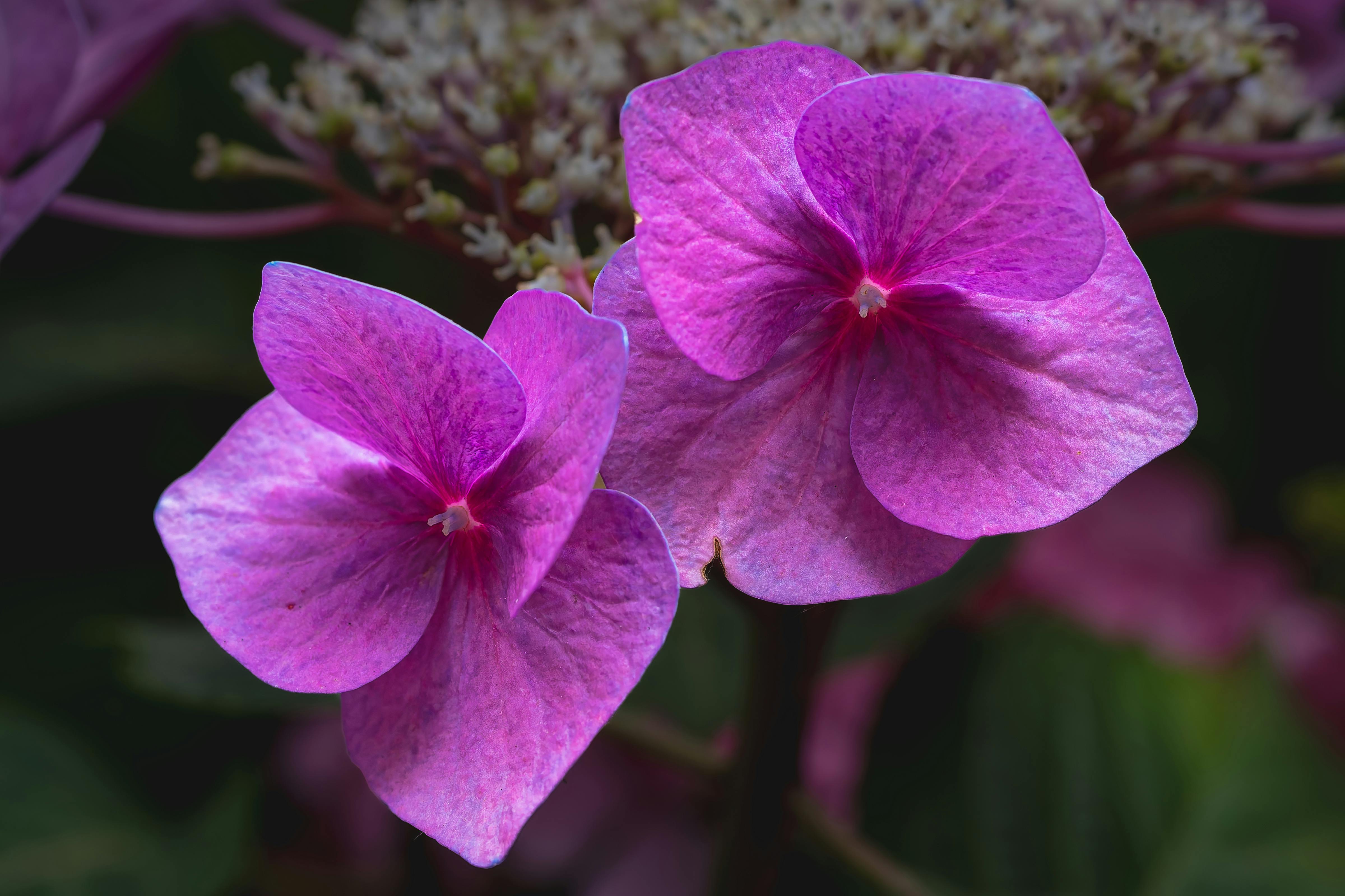 Hydrangeas Flowers Photos, Download The BEST Free Hydrangeas Flowers ...