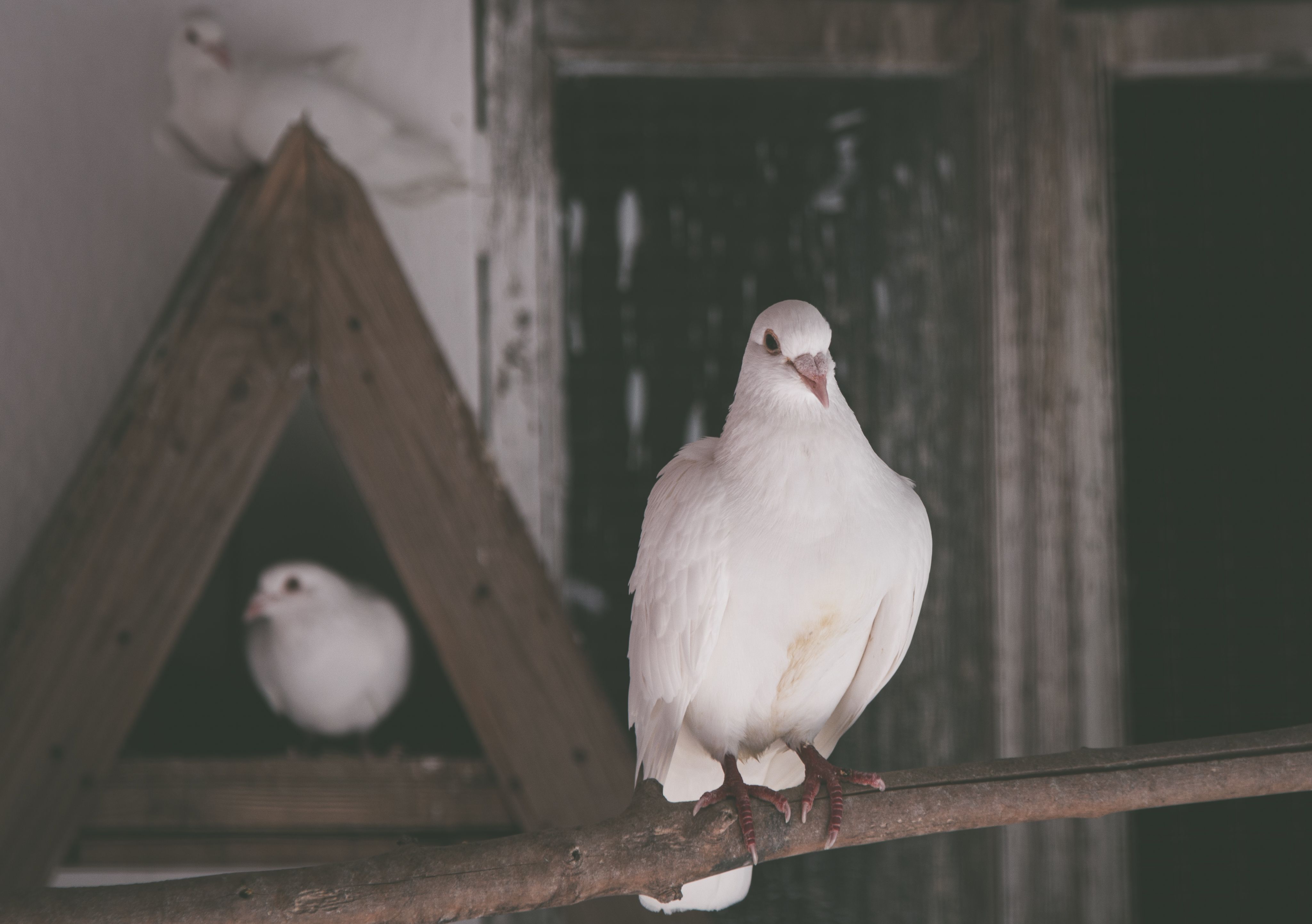 Peaceful Doves Perched in Rustic Aviary Setting · Free Stock Photo